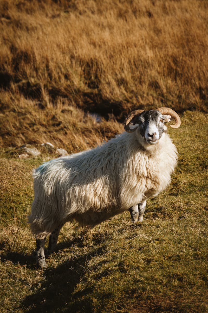 Katahdin Sheep Photos, Download The BEST Free Katahdin Sheep Stock ...