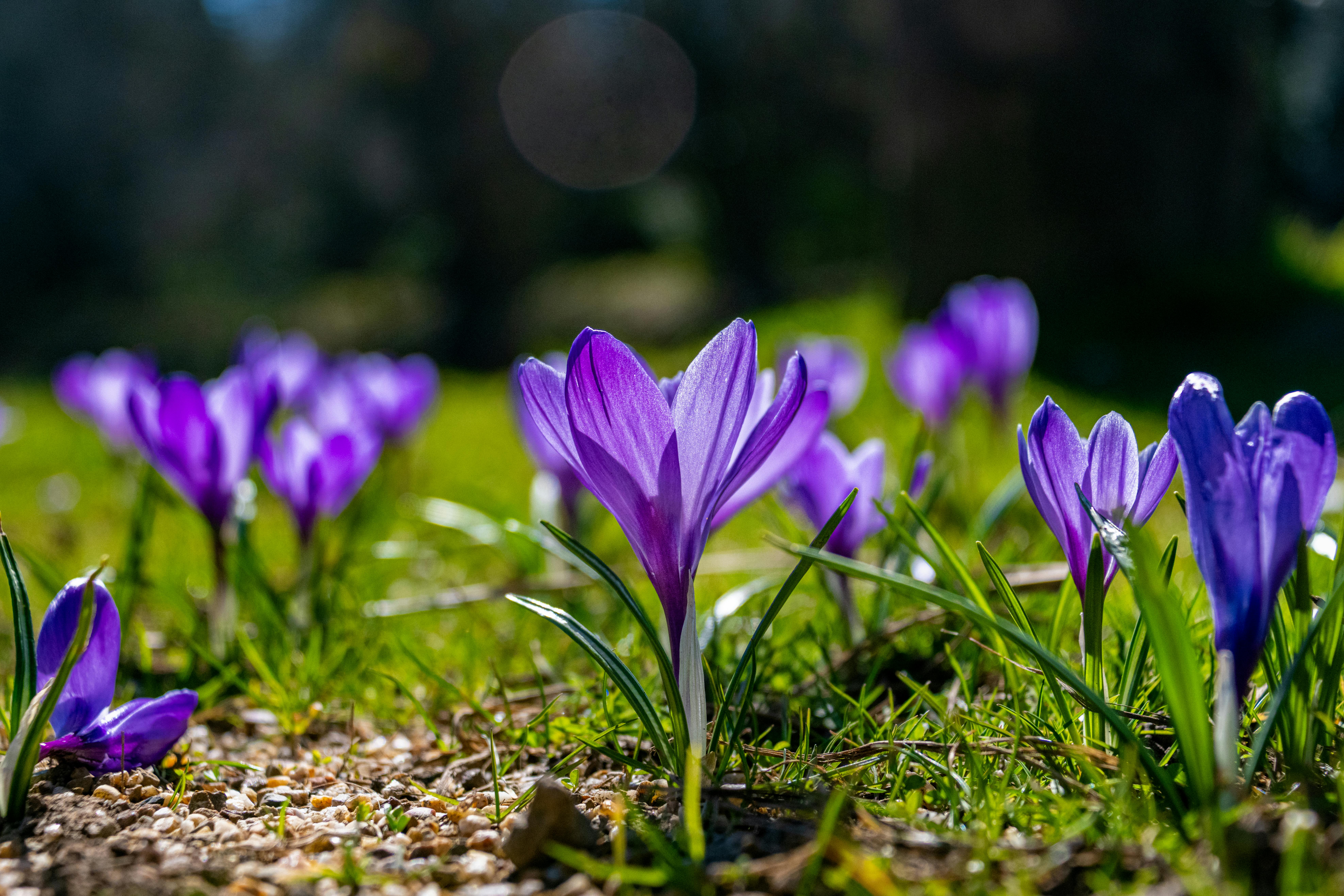 Vibrant Purple Crocuses Blooming in Spring Garden · Free Stock Photo