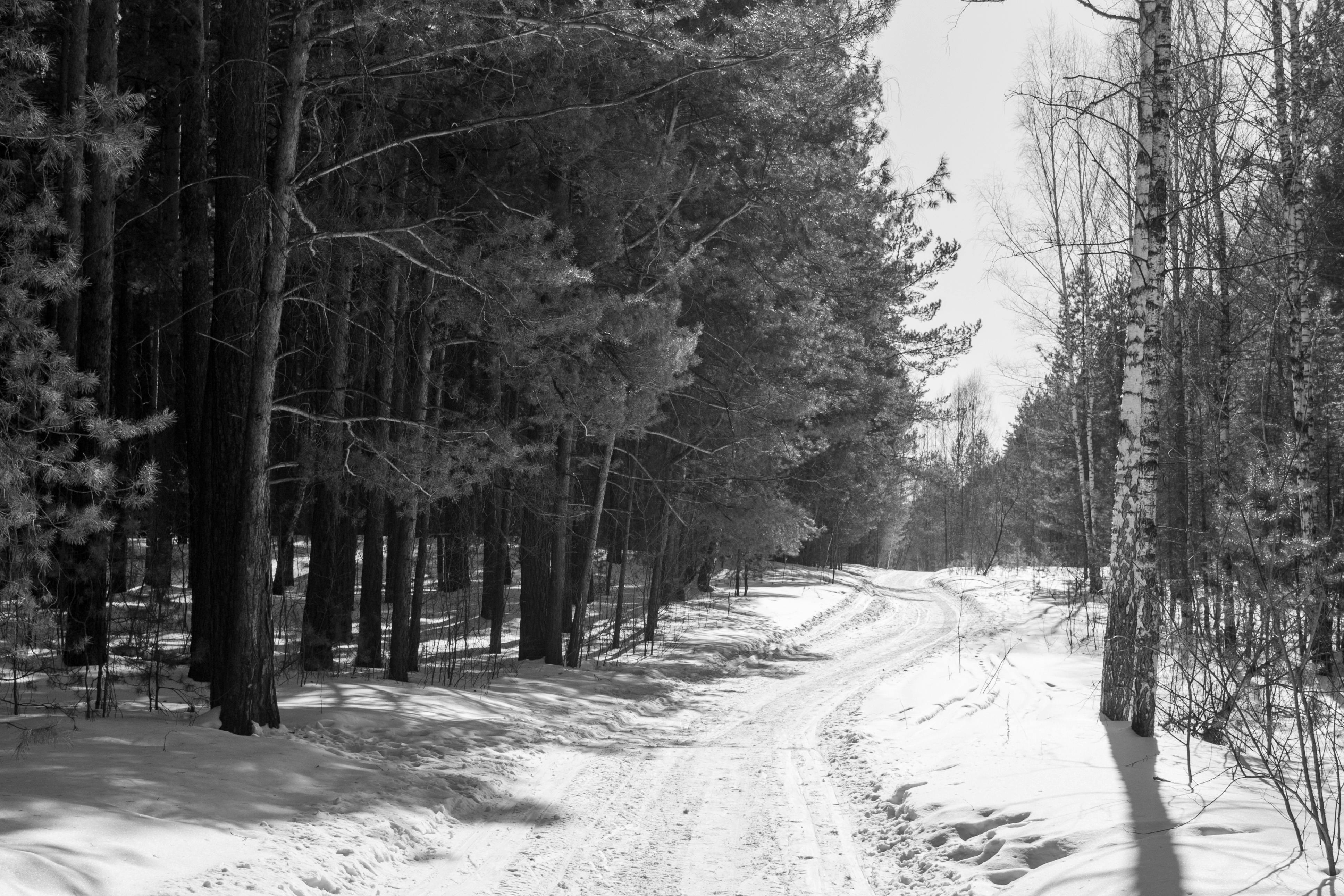 Snowy Winter Path Through Peaceful Forest · Free Stock Photo