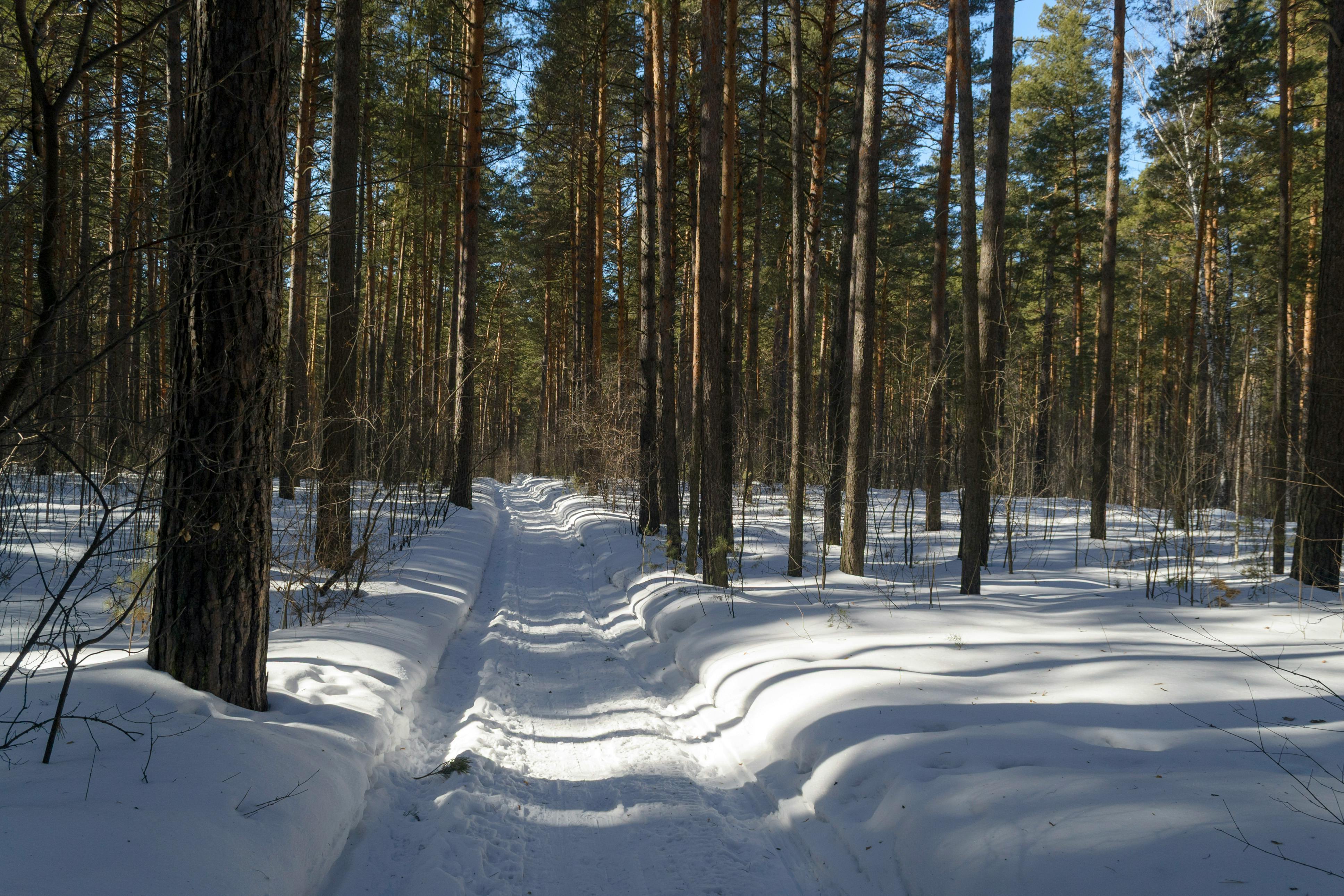 Snowy Forest Path in Winter Sunlight · Free Stock Photo