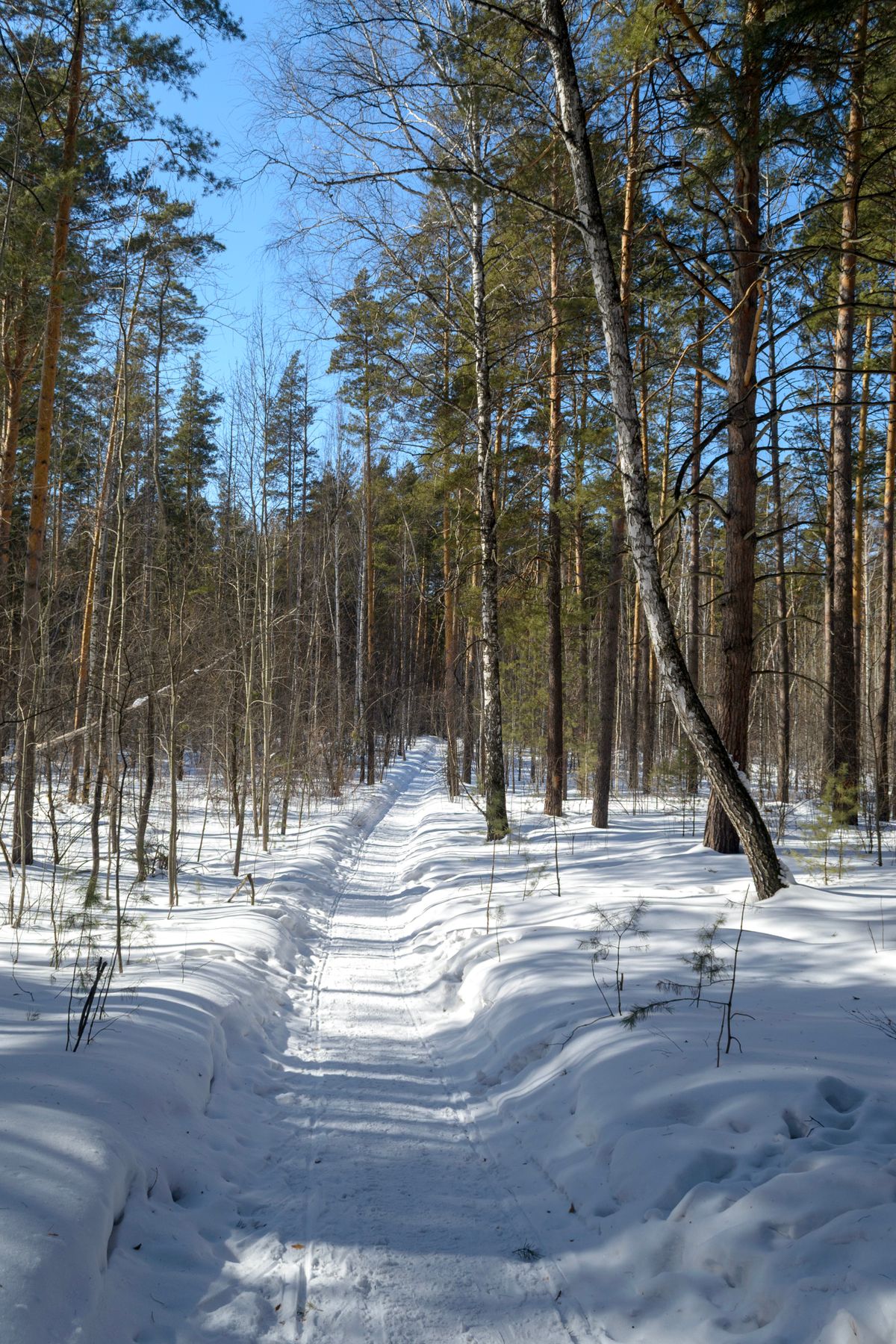 Winter To Spring Photos, Download The BEST Free Winter To Spring Stock ...