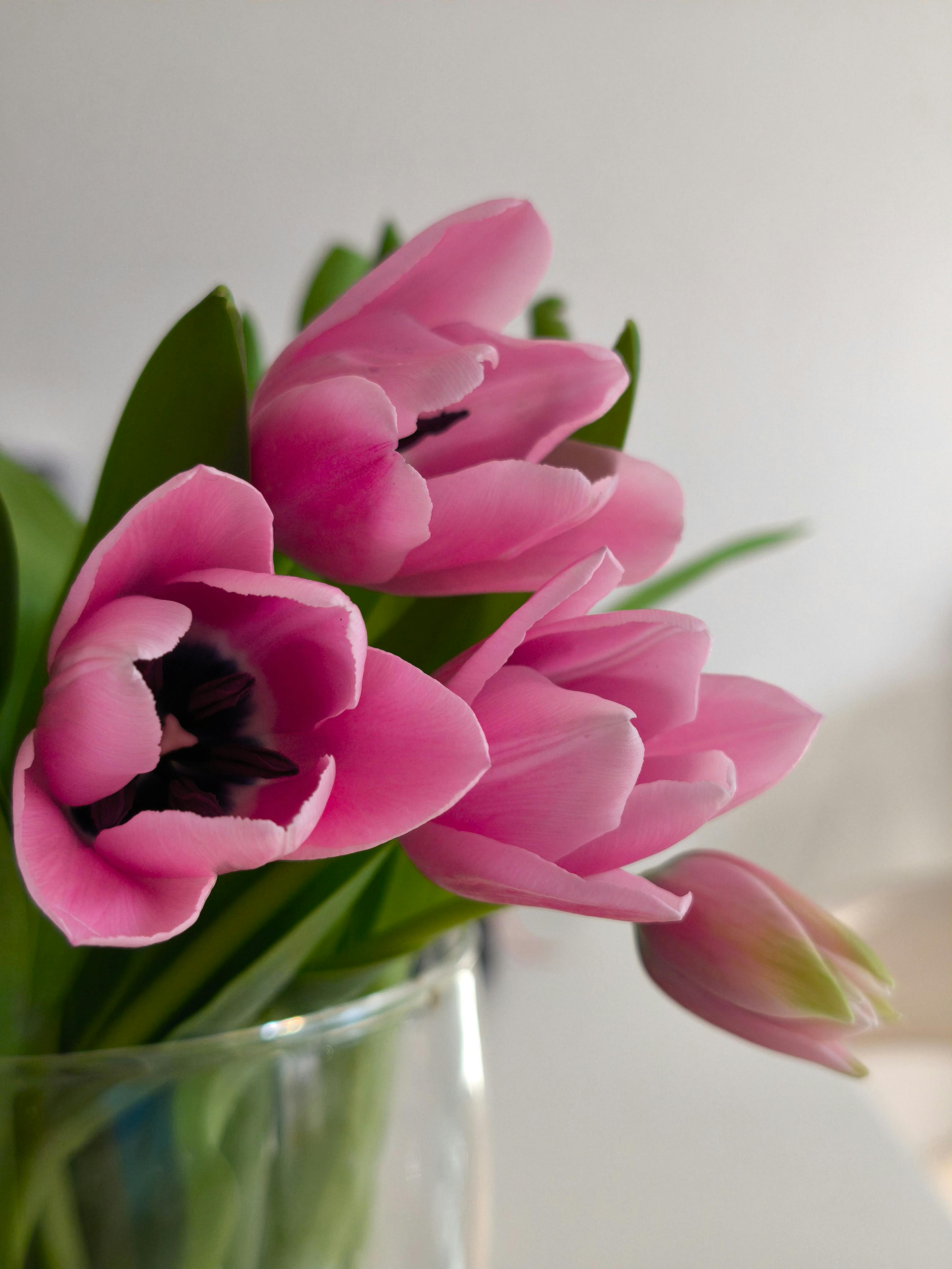 Detailni Tulipa Pupen Photos, Download The BEST Free Detailni Tulipa ...