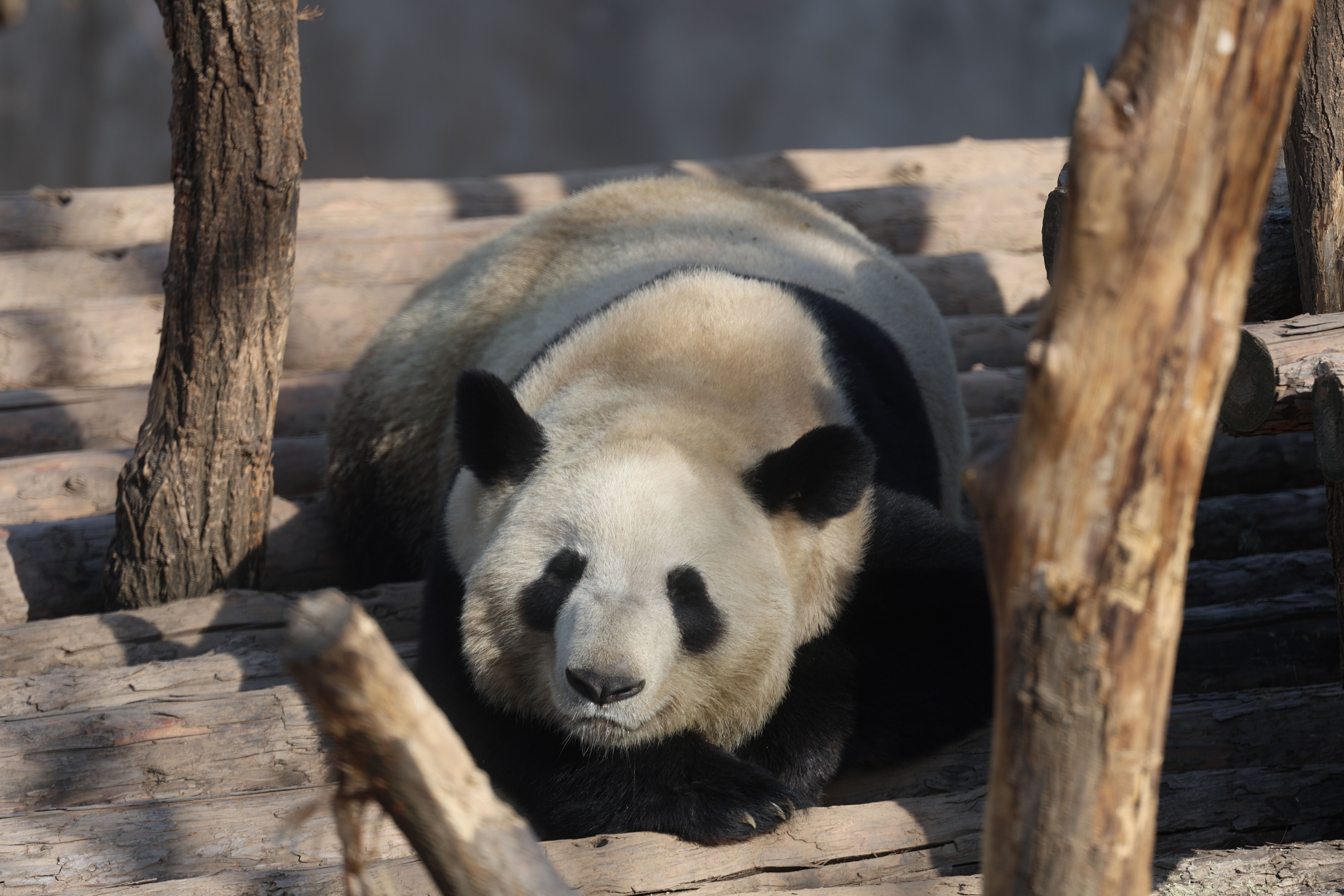 Panda Raksasa Beristirahat Di Tangga Kayu Di Kebun Binatang · Foto Stok ...