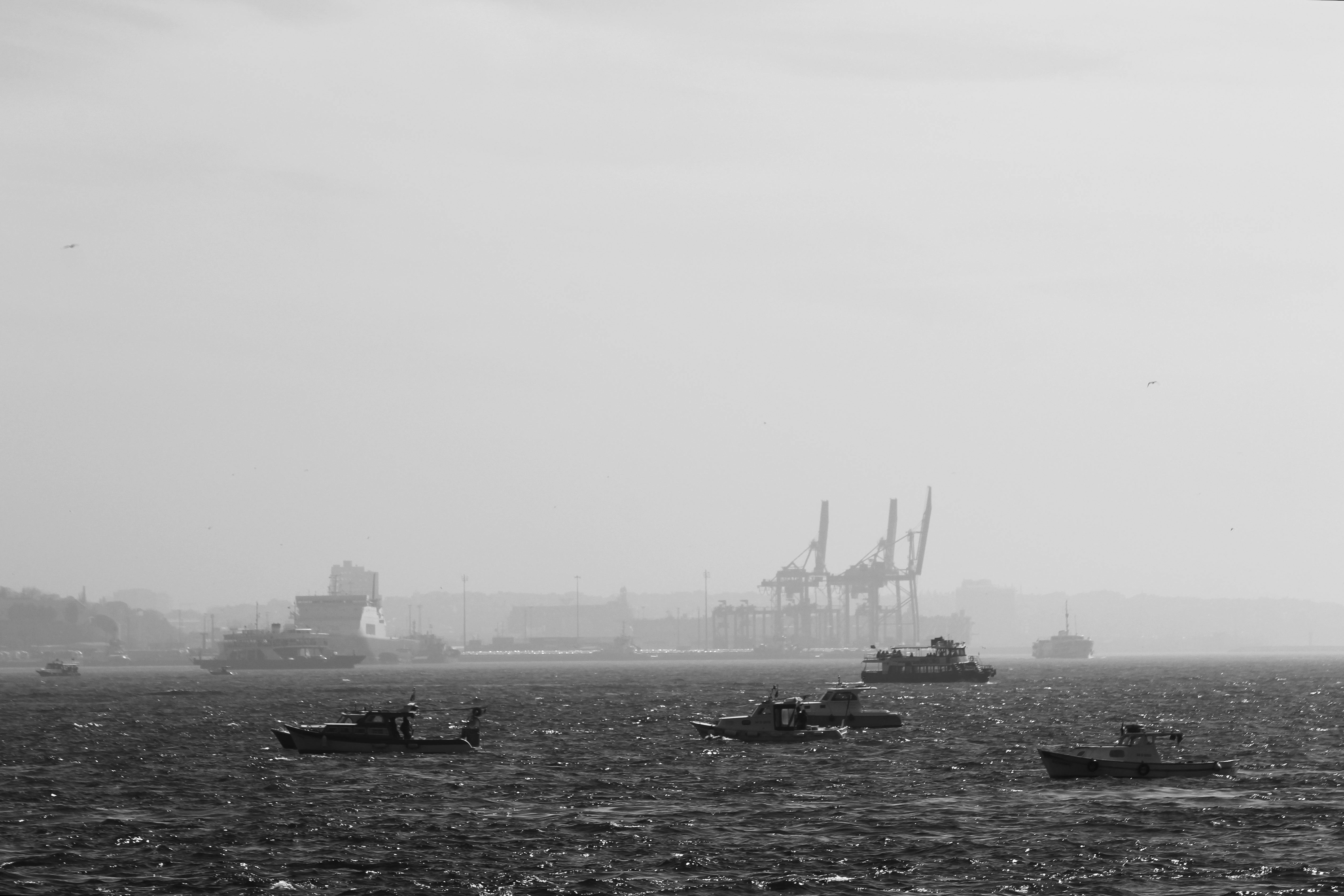 Fishing Cranes Photos, Download The BEST Free Fishing Cranes Stock ...