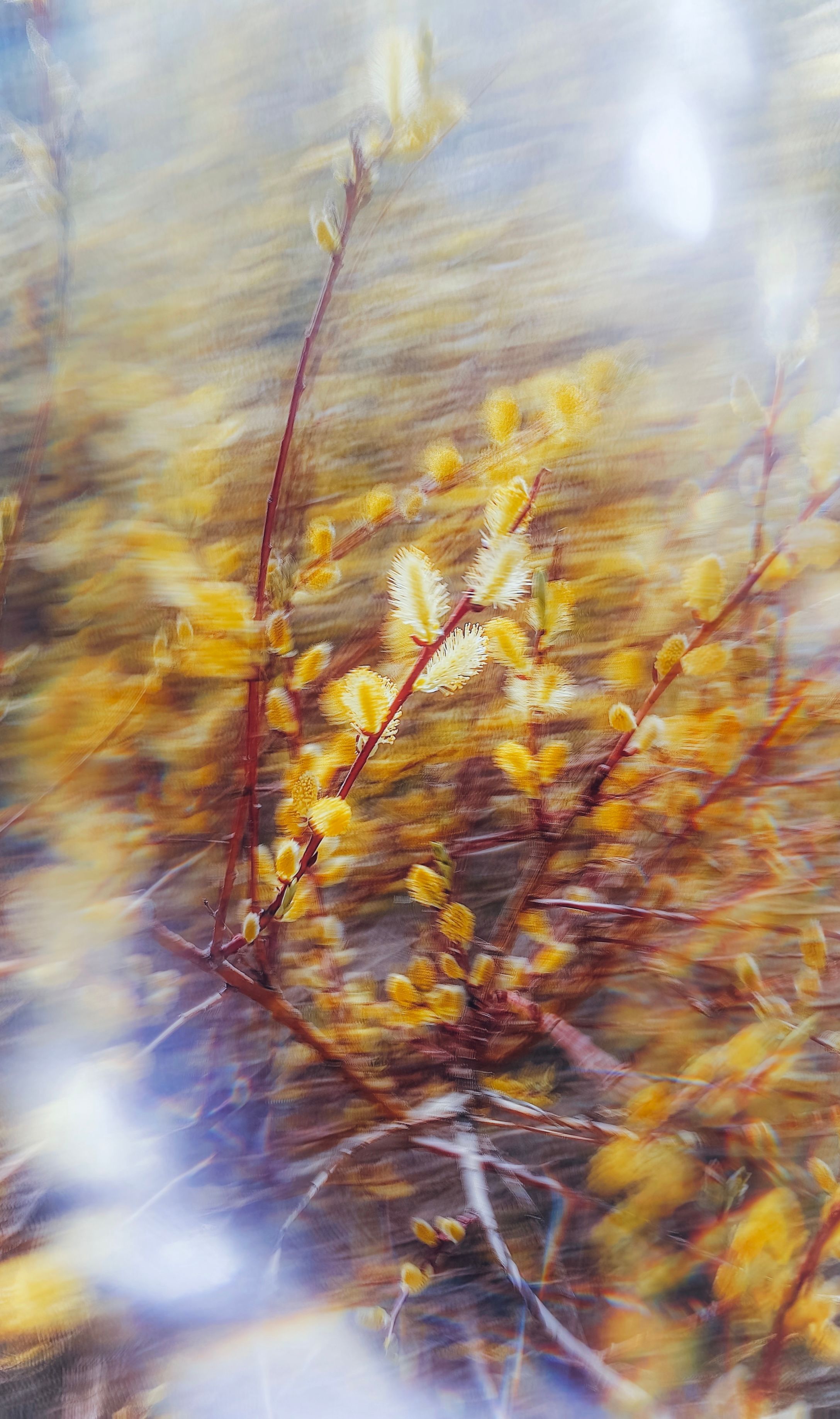 Abstract Vibrant Spring Willow Blossoms · Free Stock Photo