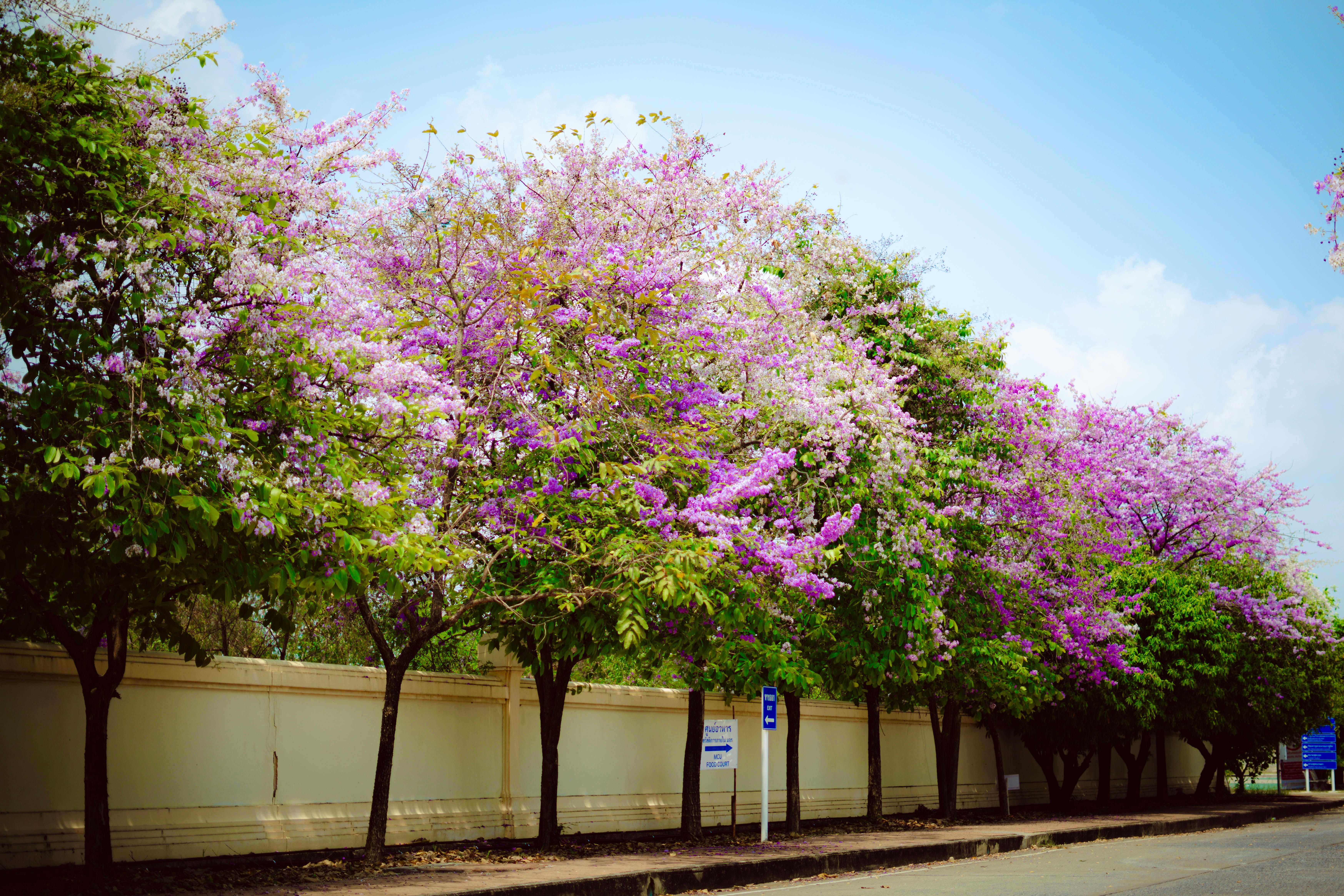 Purple Blossoming Trees in Lam Sai, Thailand · Free Stock Photo
