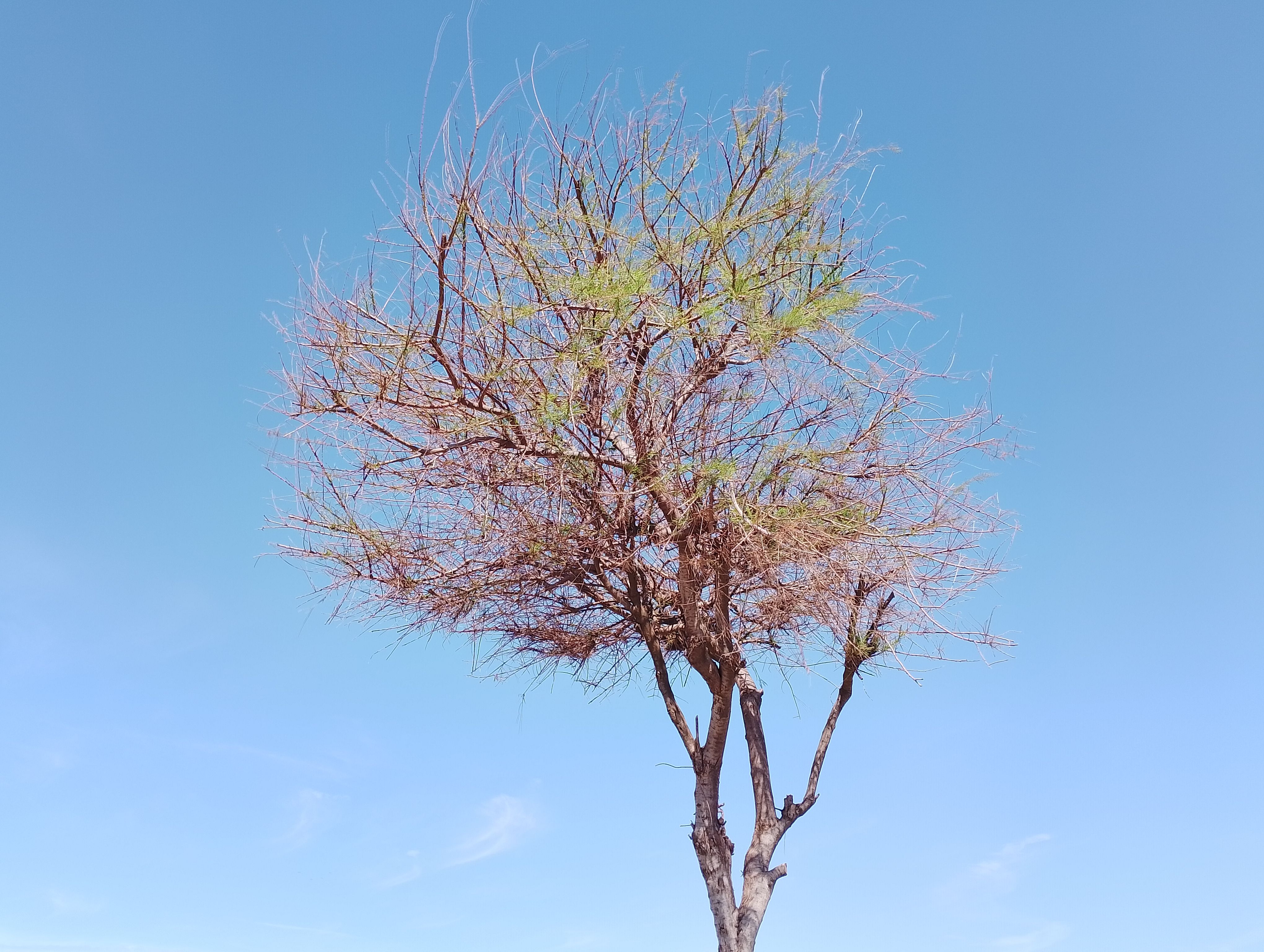 Lone Tree Against Clear Blue Sky in Casablanca · Free Stock Photo