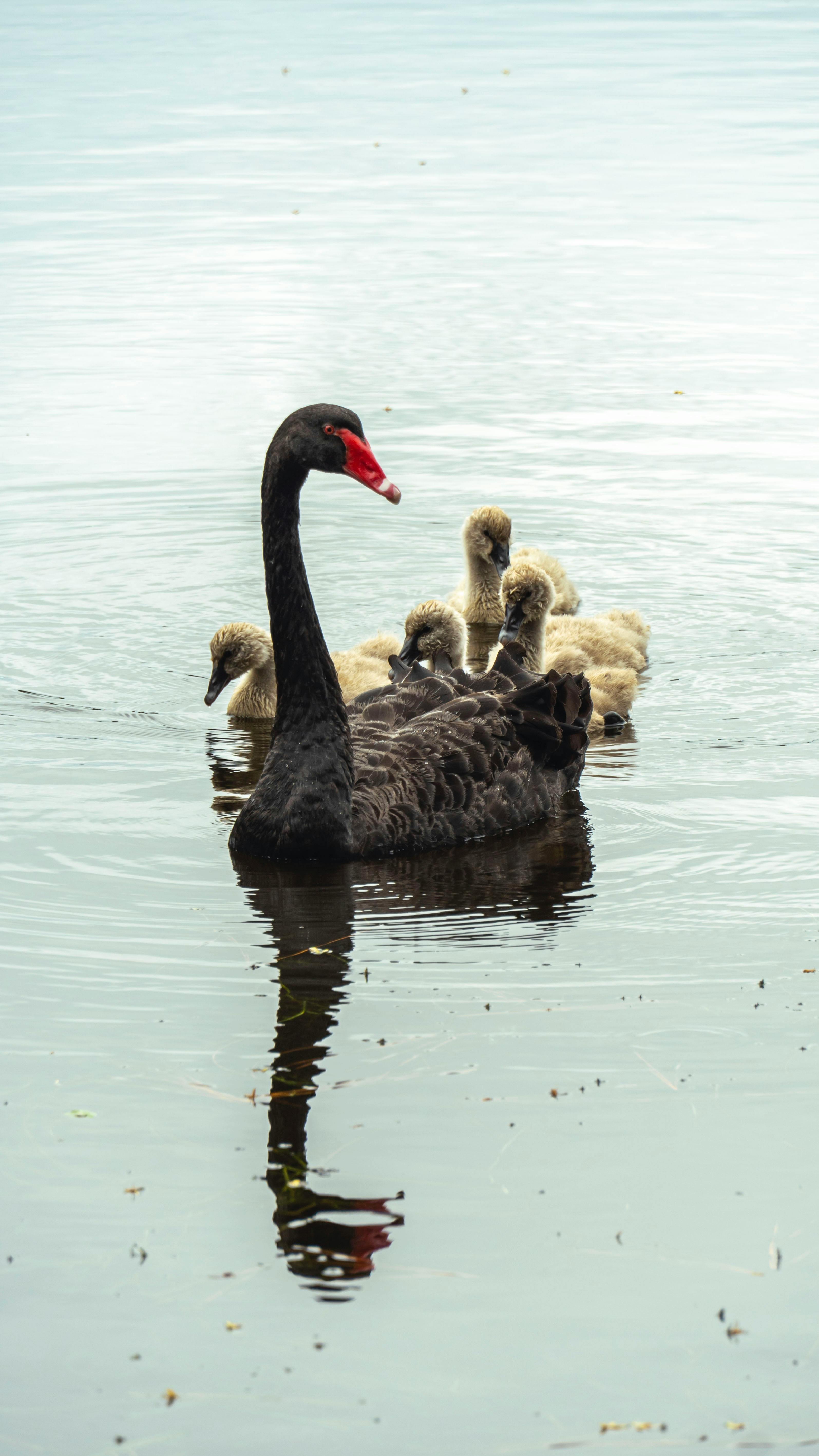 Australian Black Swan with Cygnets on Lake · Free Stock Photo
