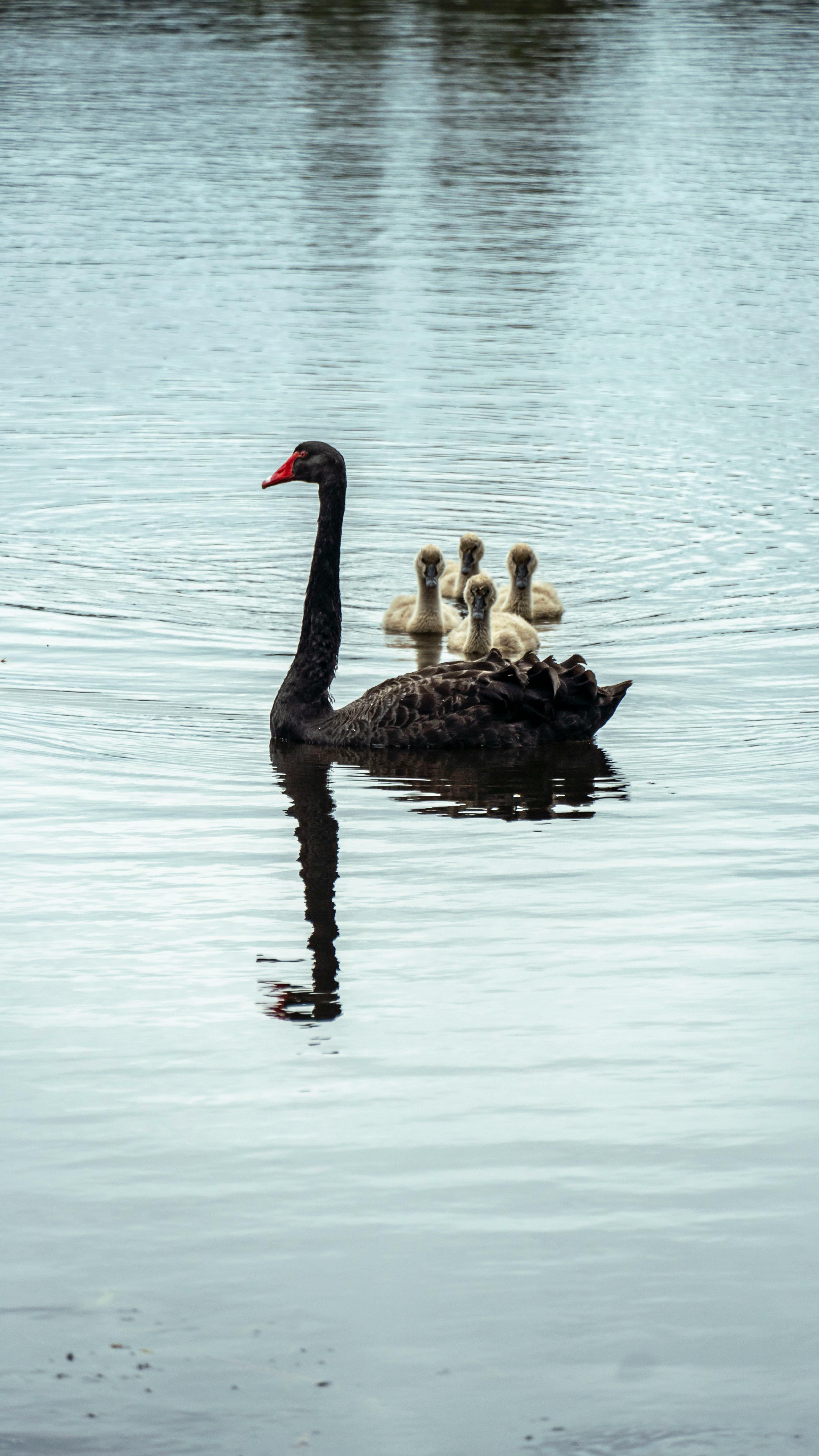 Black Swan with Cygnets on Australian Lake · Free Stock Photo
