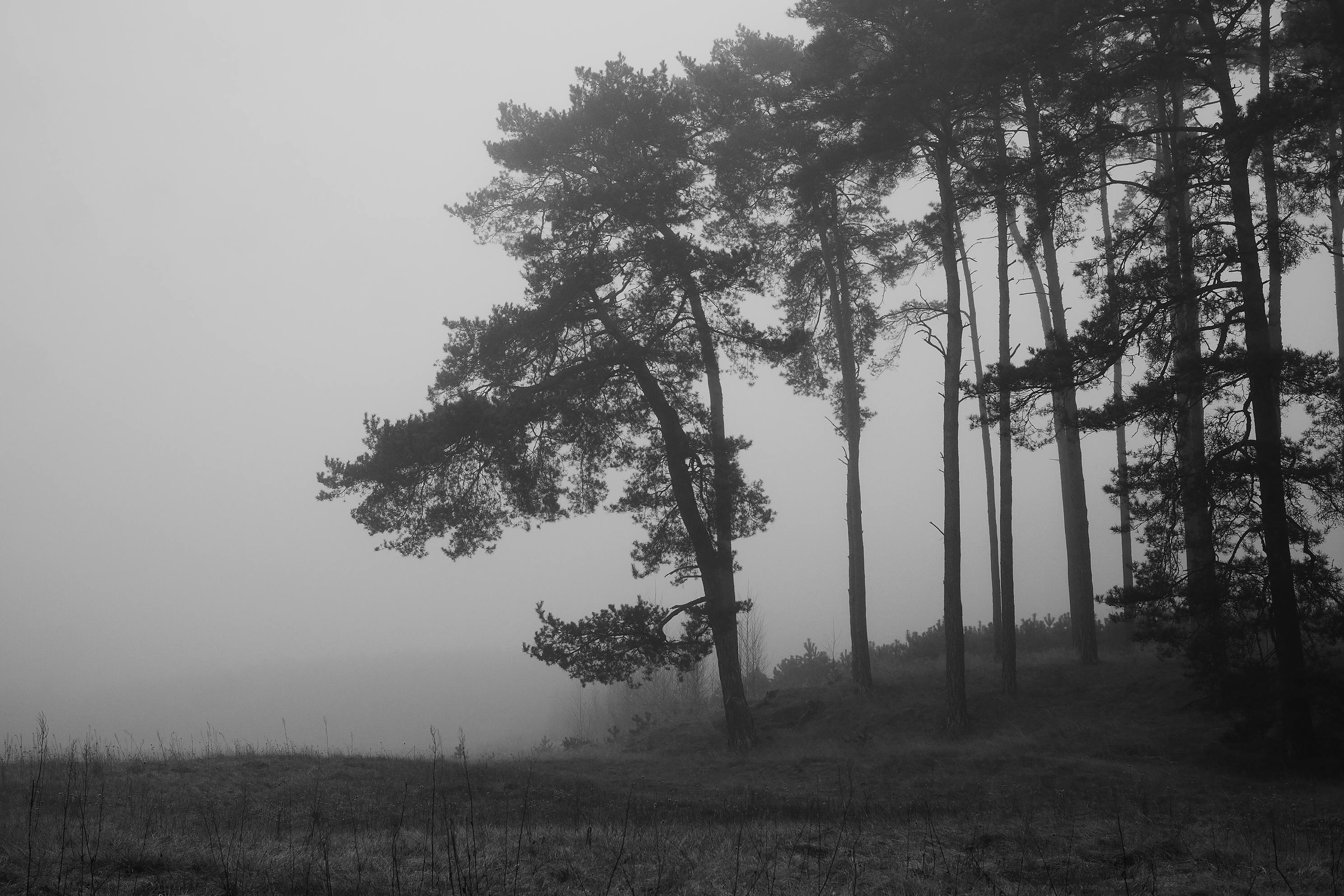 Moody Black and White Forest Scene with Fog · Free Stock Photo