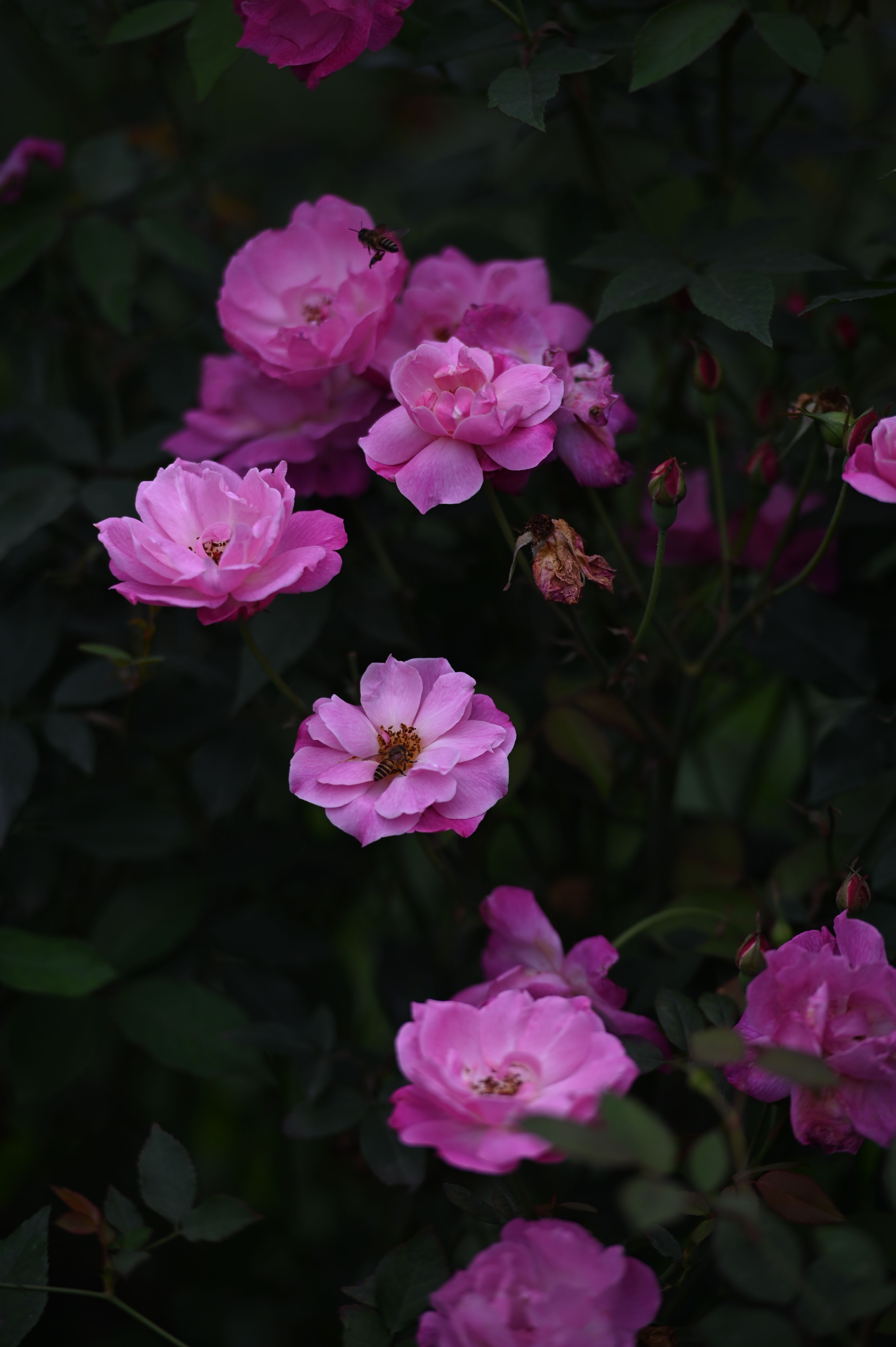 Vibrant Pink Roses in Lush Garden Setting · Free Stock Photo