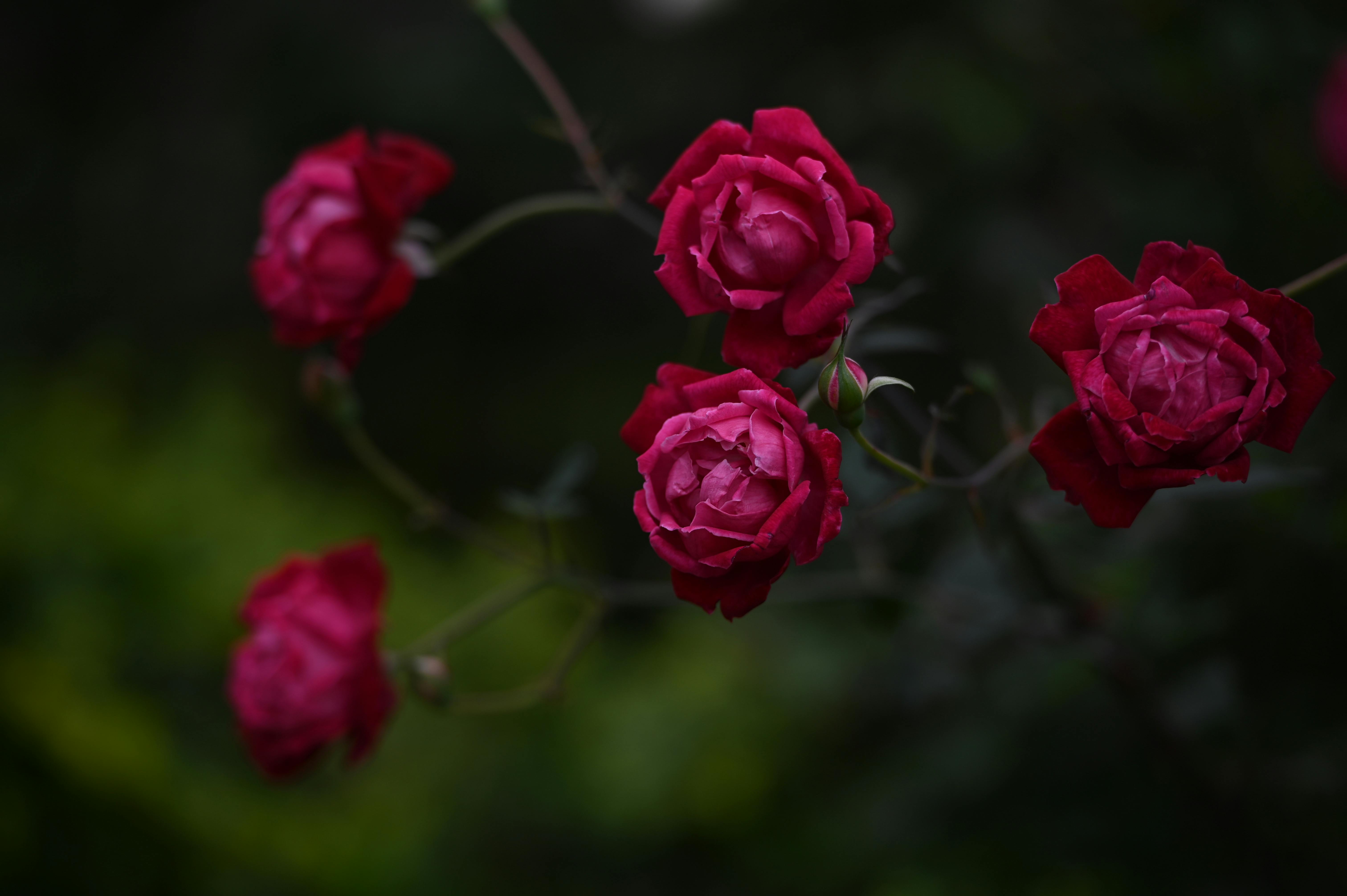 Vibrant Red Roses in Bloom Outdoors · Free Stock Photo