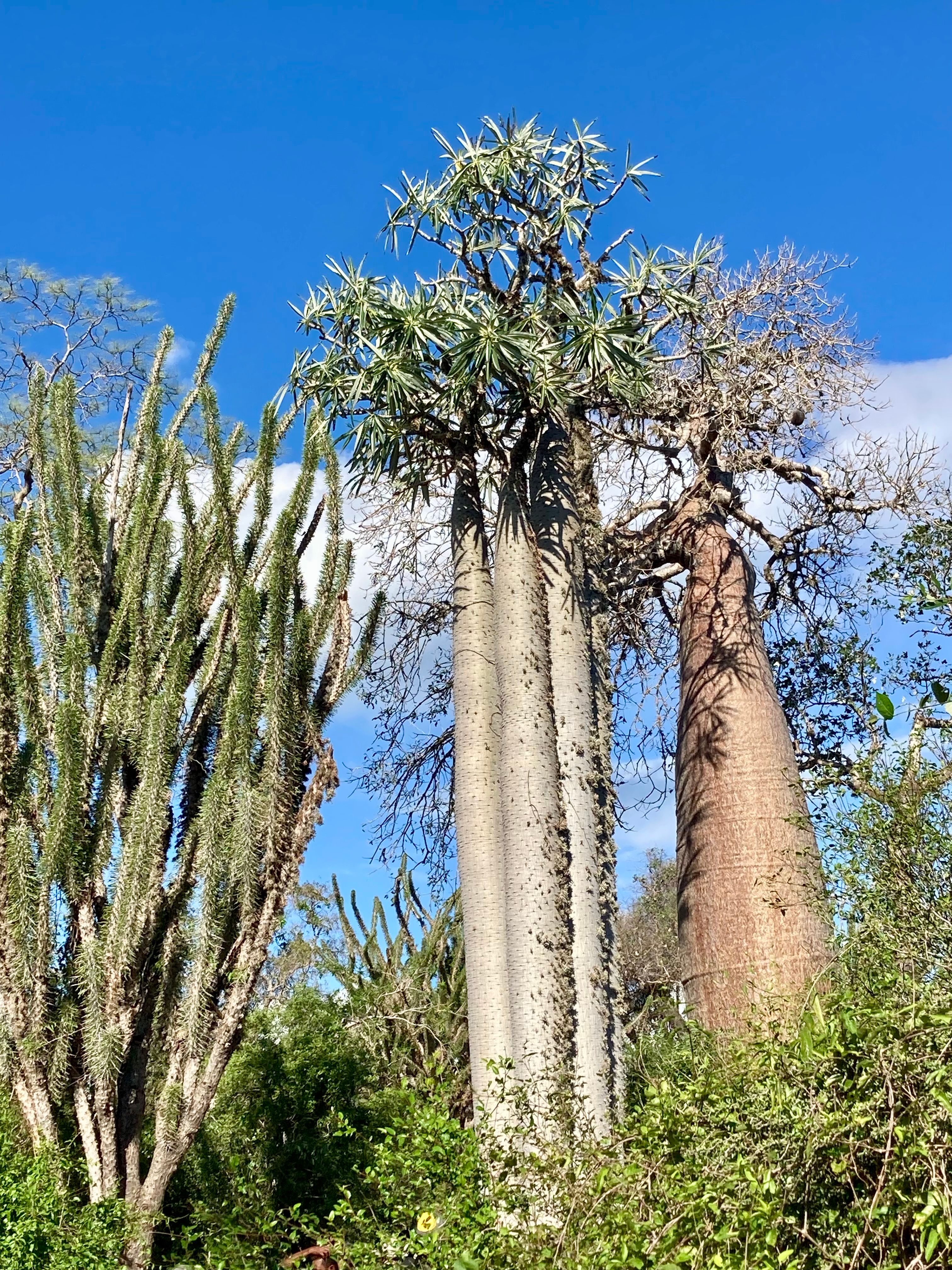 Majestic Baobab Trees in Madagascars Unique Flora · Free Stock Photo
