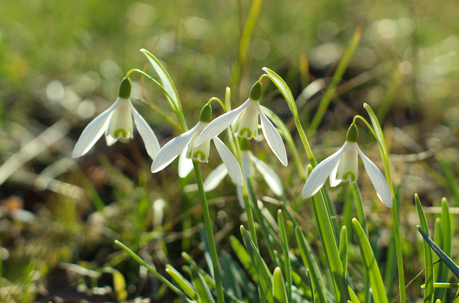 Snowdrop Photos, Download The BEST Free Snowdrop Stock Photos & HD Images
