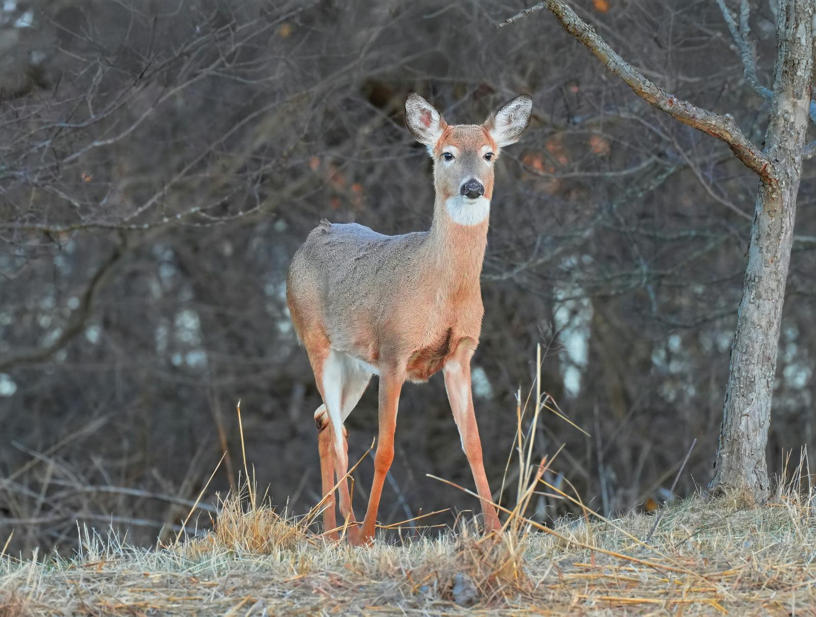 Deer. Photos, Download The BEST Free Deer. Stock Photos & HD Images
