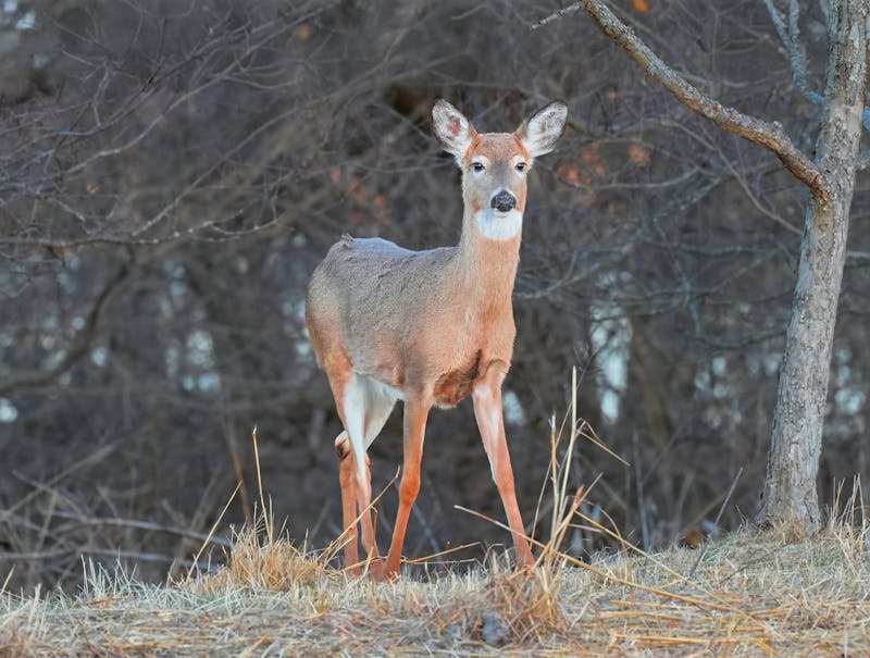 Deer. Photos, Download The BEST Free Deer. Stock Photos & HD Images
