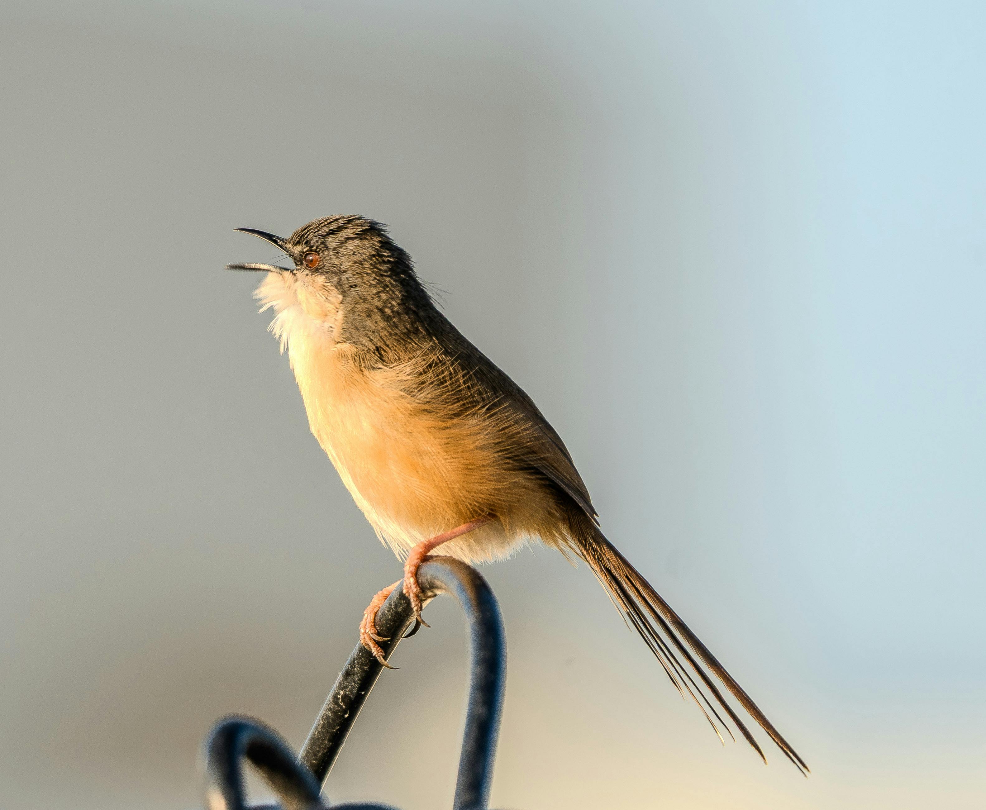 Graceful Prinia Bird Perched in Daylight · Free Stock Photo