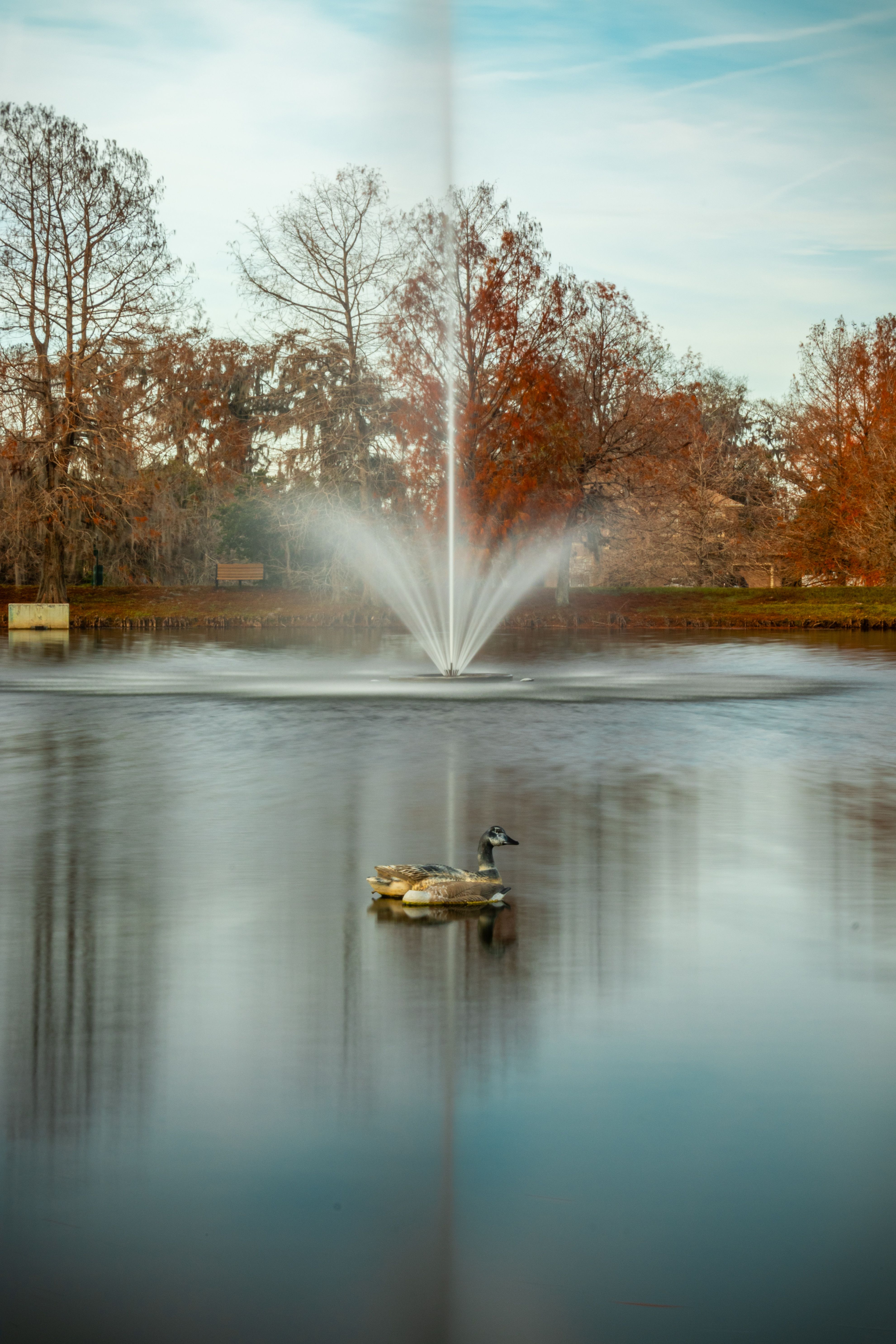Pato Flotando En Un Lago Con Una Fuente Al Fondo · Foto de stock gratuita