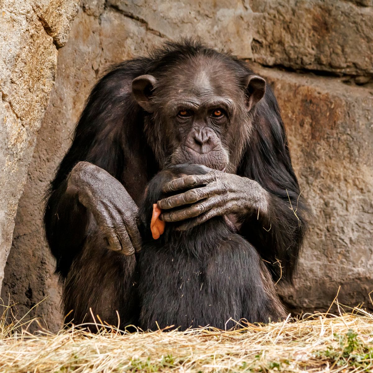 Chimpanzee+Bananini Photos, Download The BEST Free Chimpanzee+Bananini ...