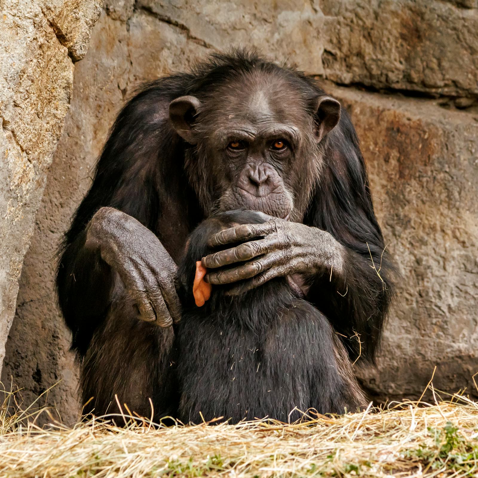Chimpanzee Photos, Download The BEST Free Chimpanzee Stock Photos & HD ...