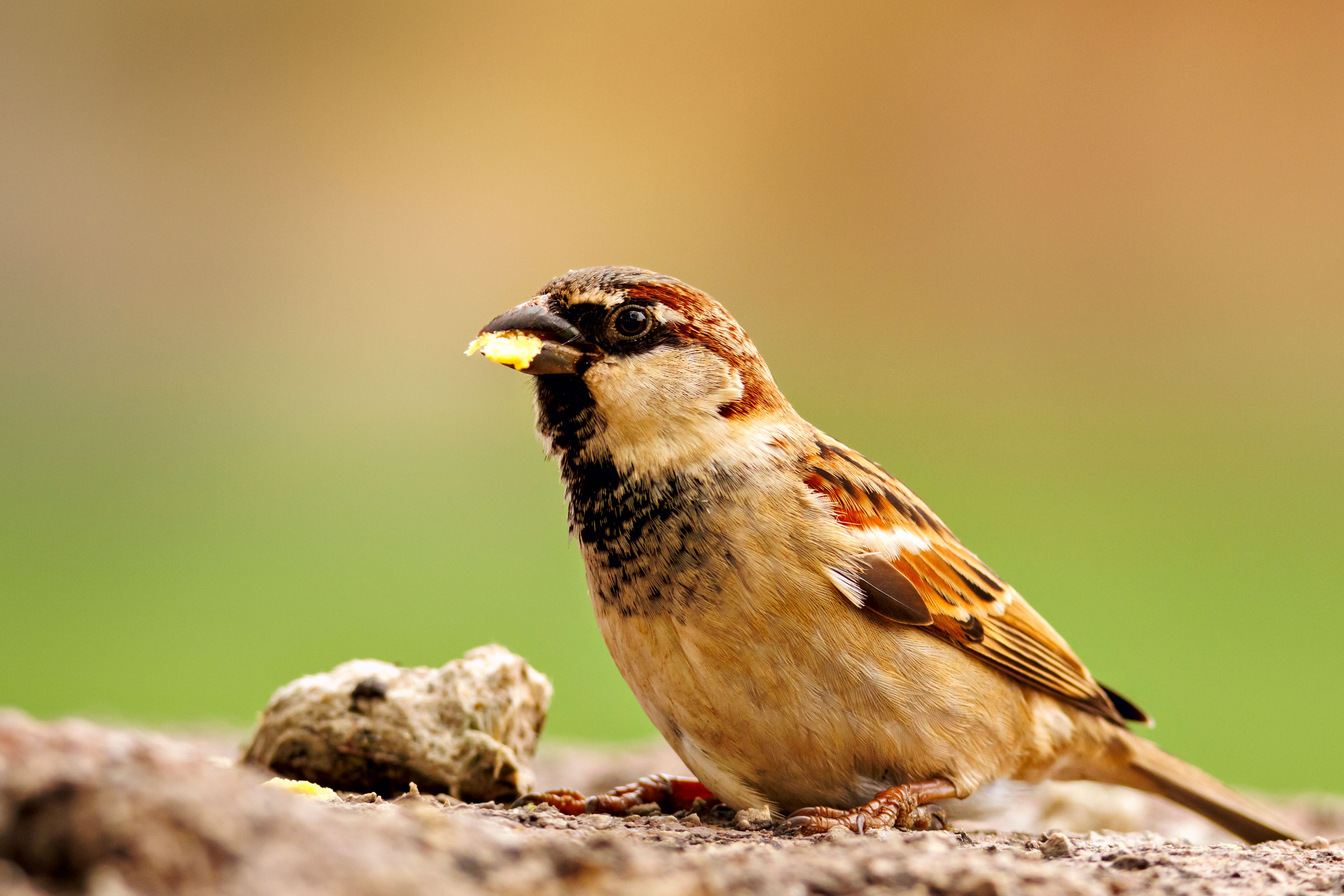 Close-up of a House Sparrow Eating Food · Free Stock Photo