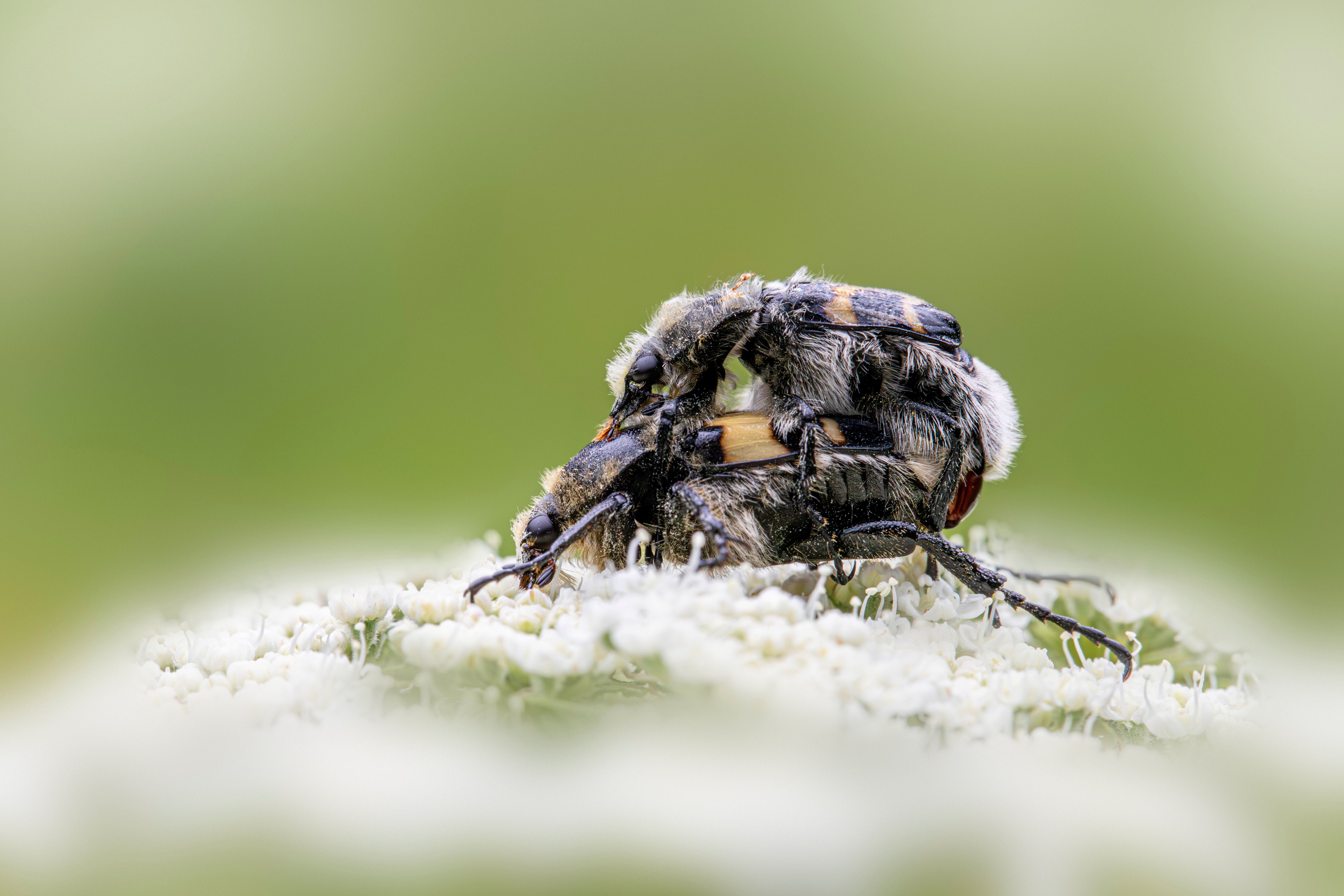 Close-up of Eurasian Bee Beetle on Flower · Free Stock Photo