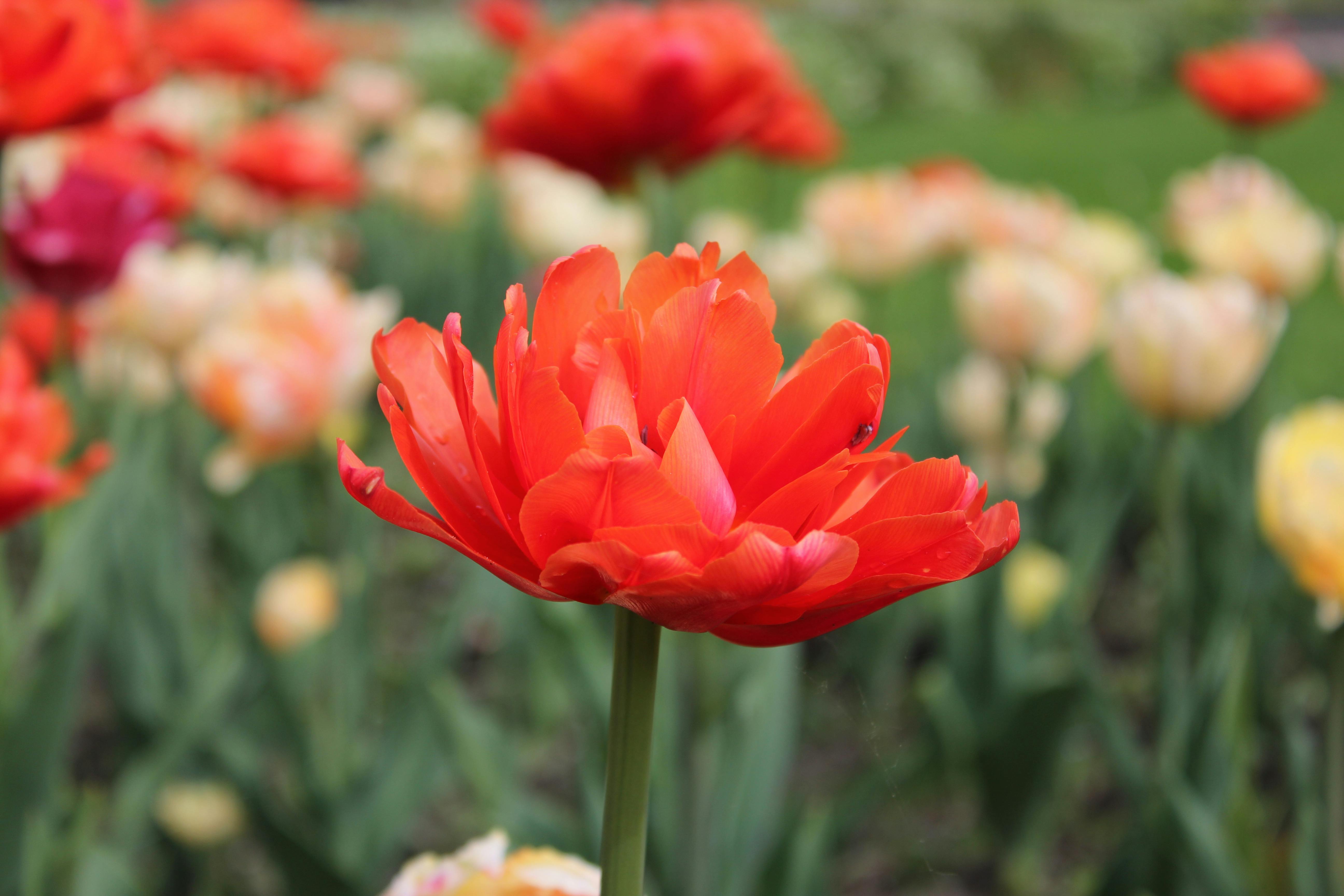 Vibrant Red Tulip in Bloom in Toronto Garden · Free Stock Photo