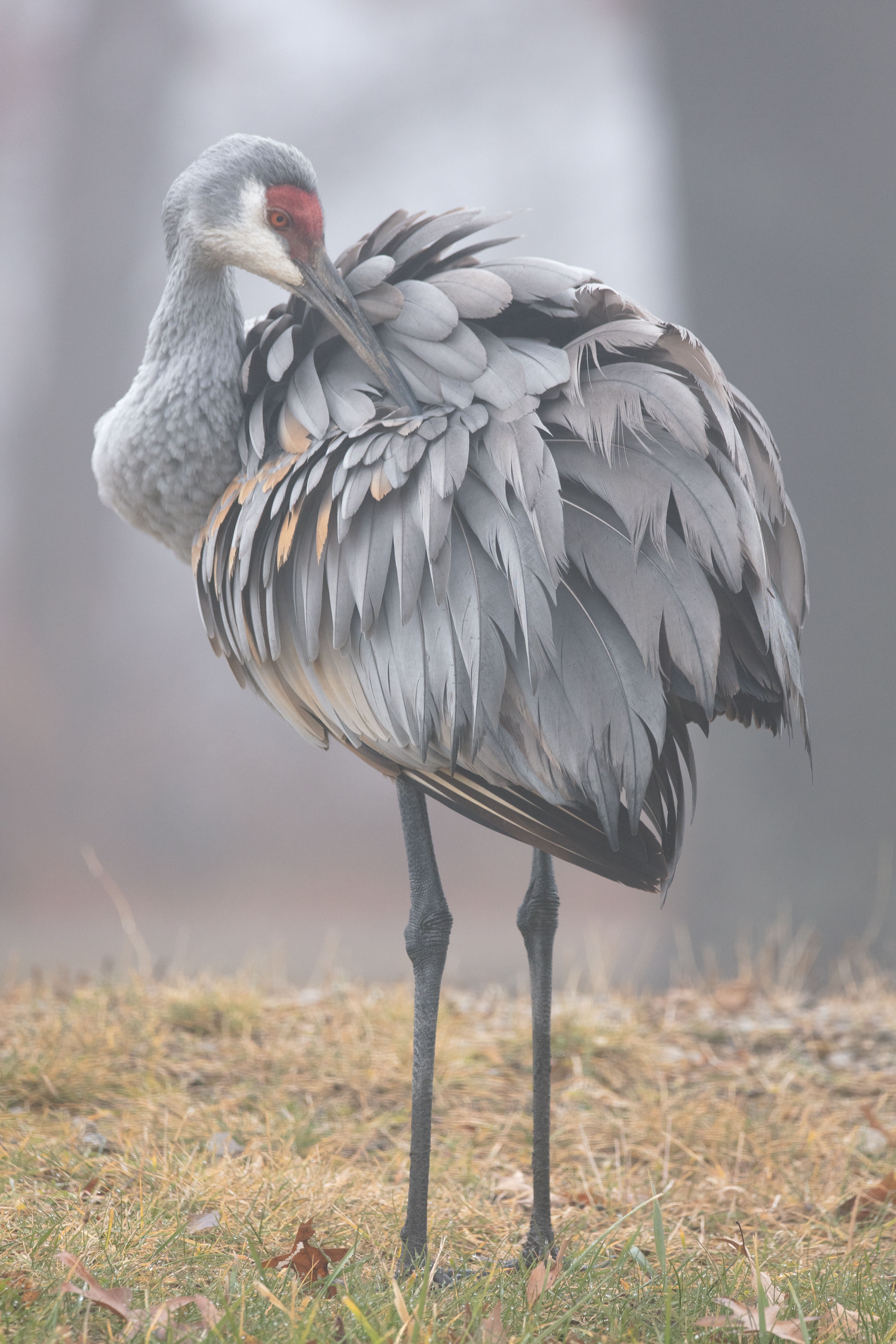 Elegant Sandhill Crane Preening in Foggy Michigan · Free Stock Photo