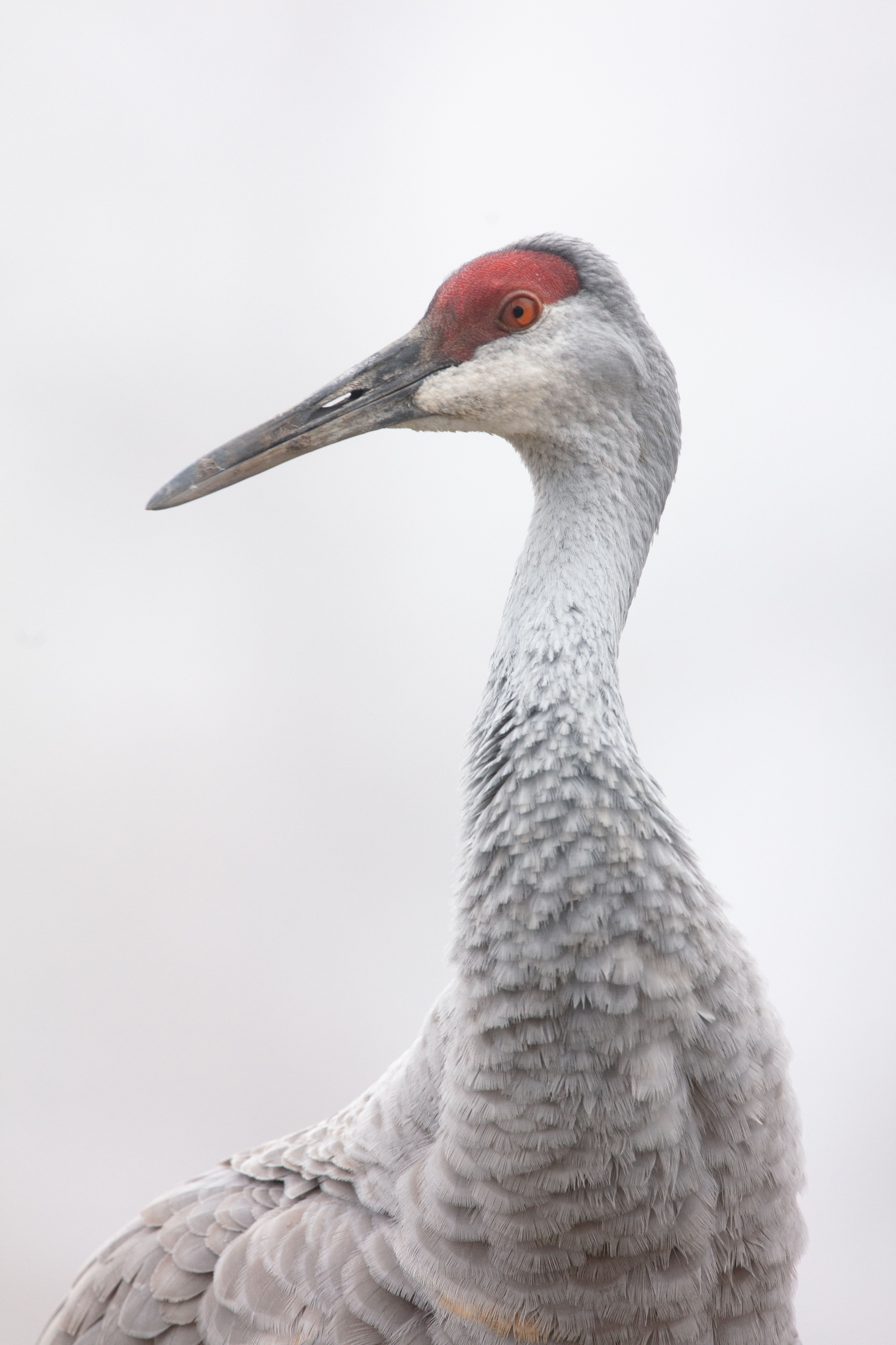 Sandhill Crane in Misty Michigan Landscape · Free Stock Photo