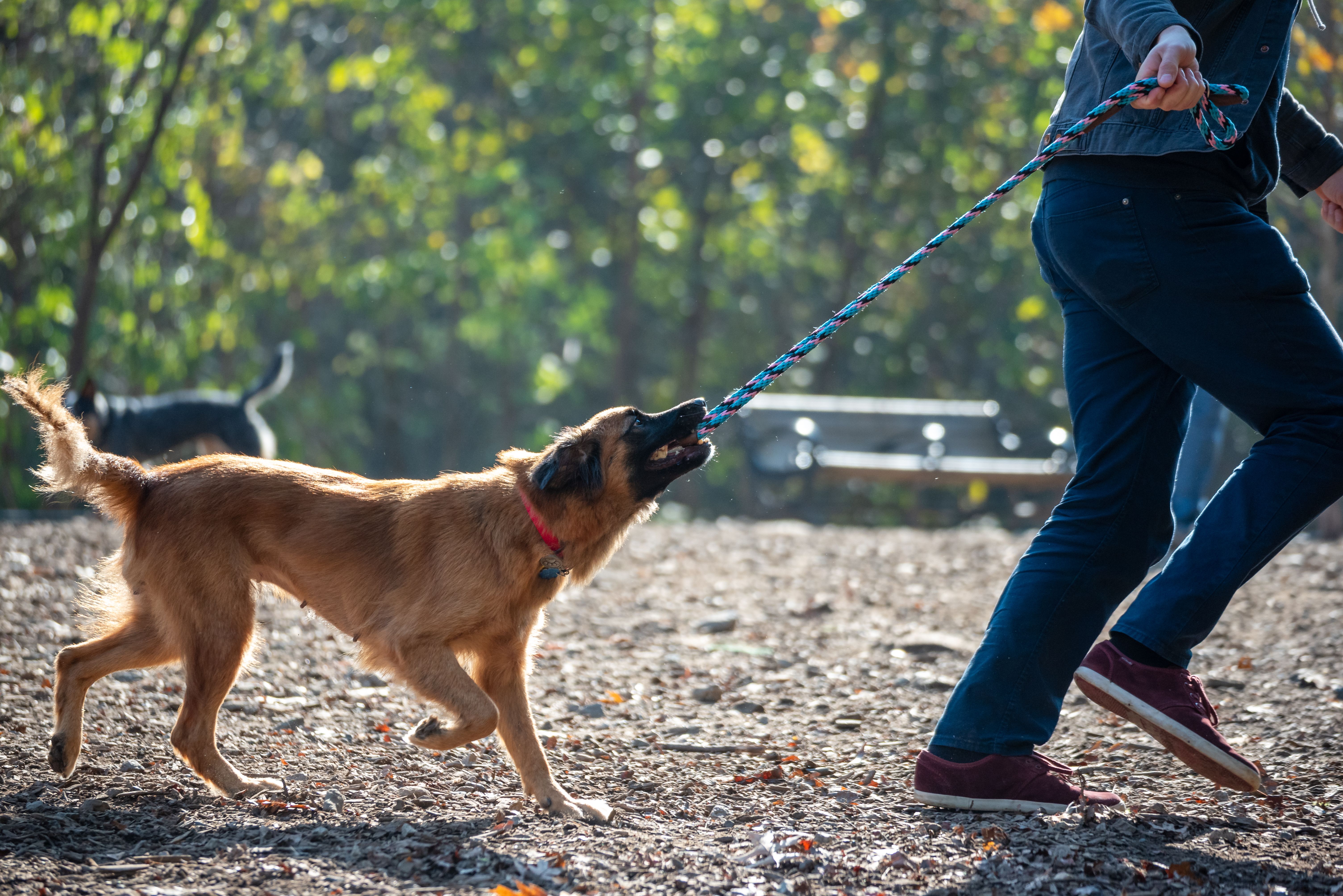 People Walking Dogs Photos, Download The BEST Free People Walking Dogs ...
