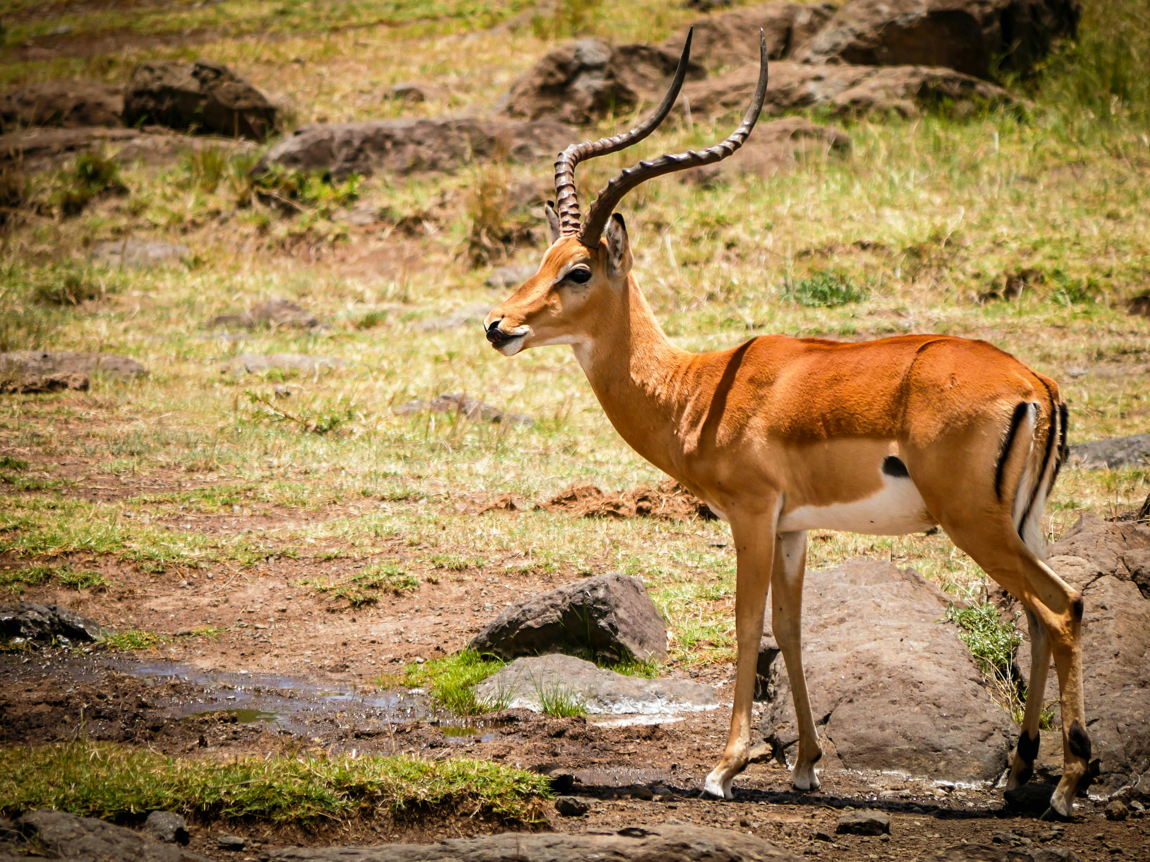 African Impala in Kenyan Savanna Landscape · Free Stock Photo