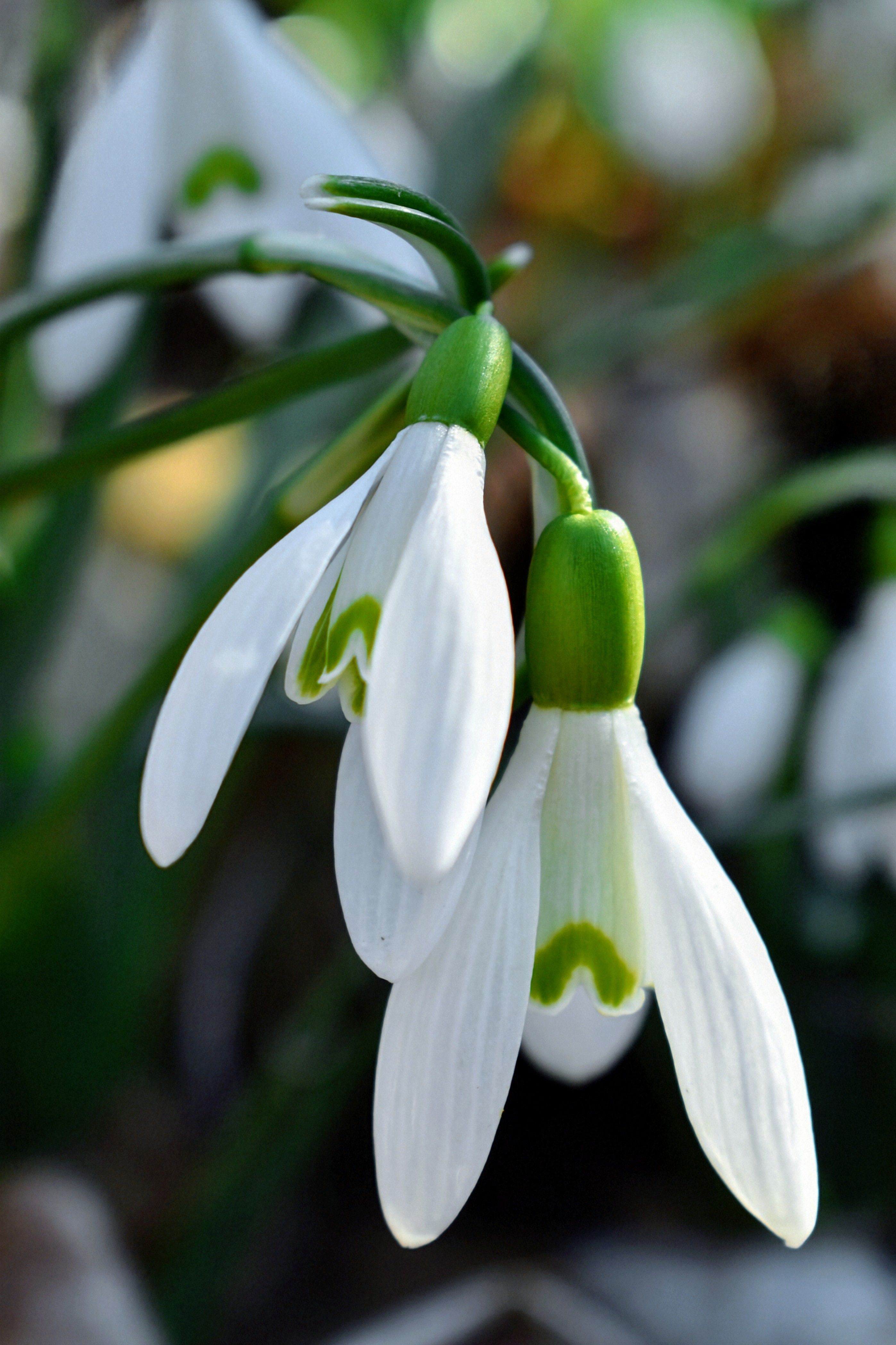 Close-up of Snowdrop Flowers in Spring · Free Stock Photo