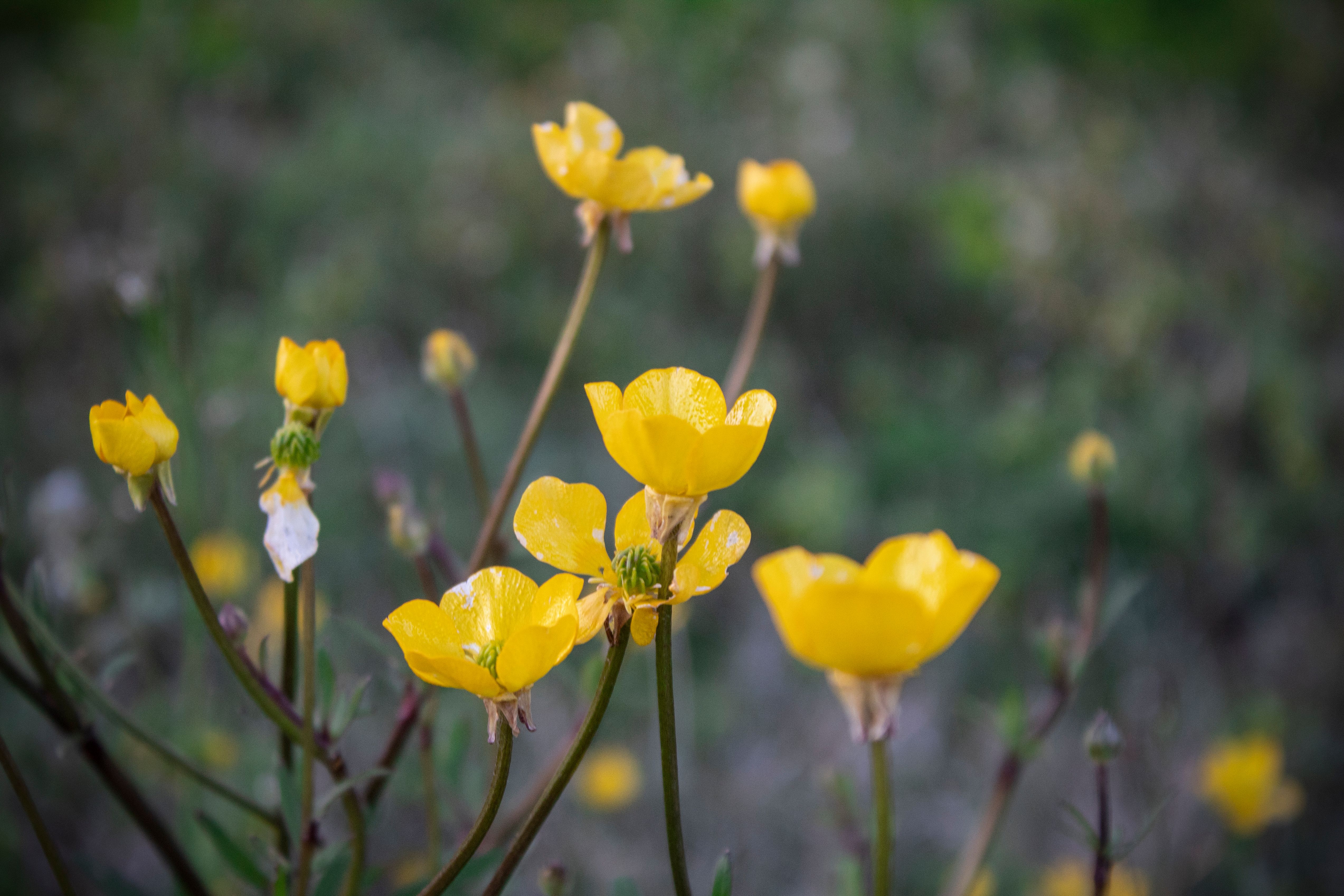 Vibrant Yellow Wildflowers Blooming in Italy · Free Stock Photo