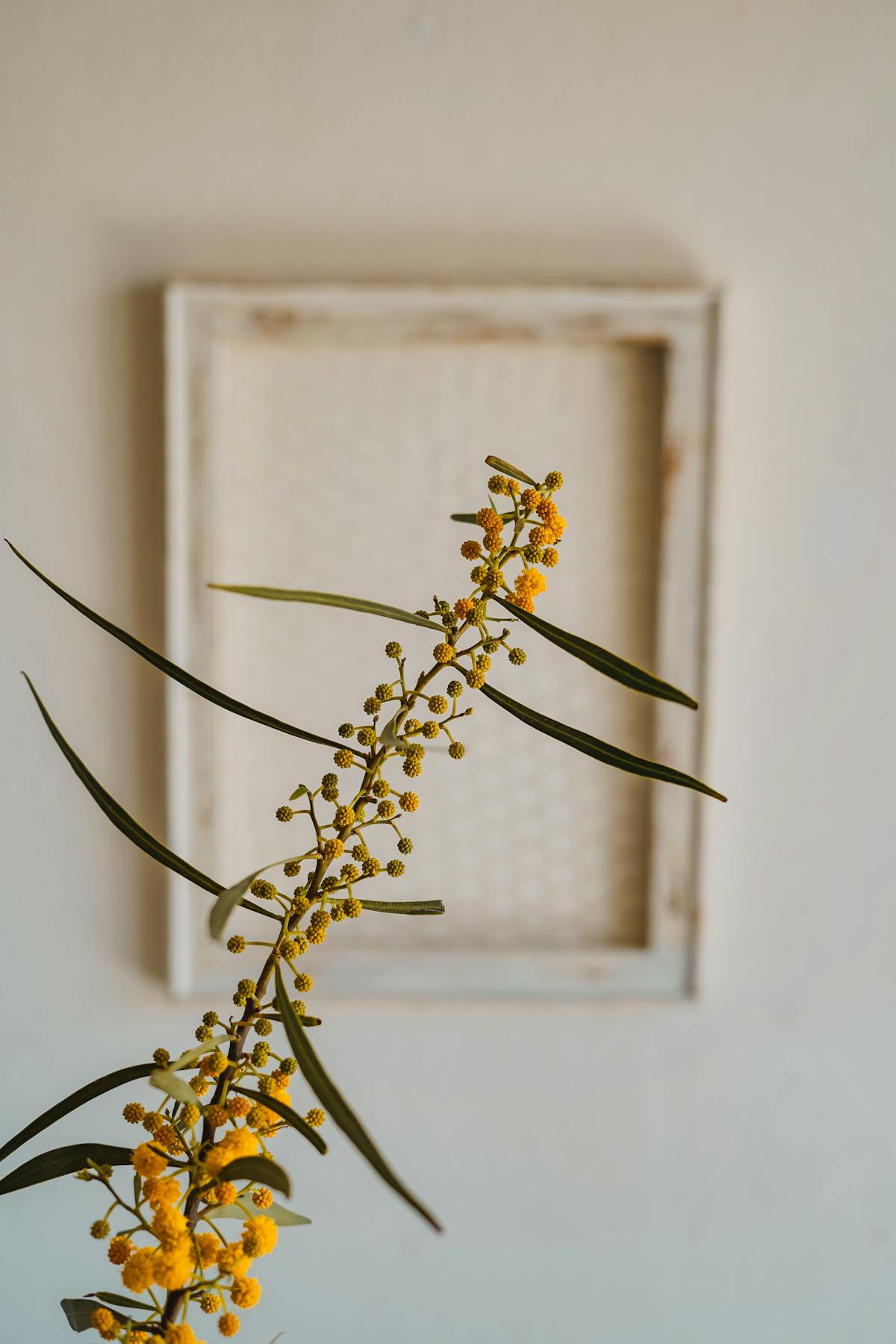 Flower Frame Photos, Download The BEST Free Flower Frame Stock Photos ...