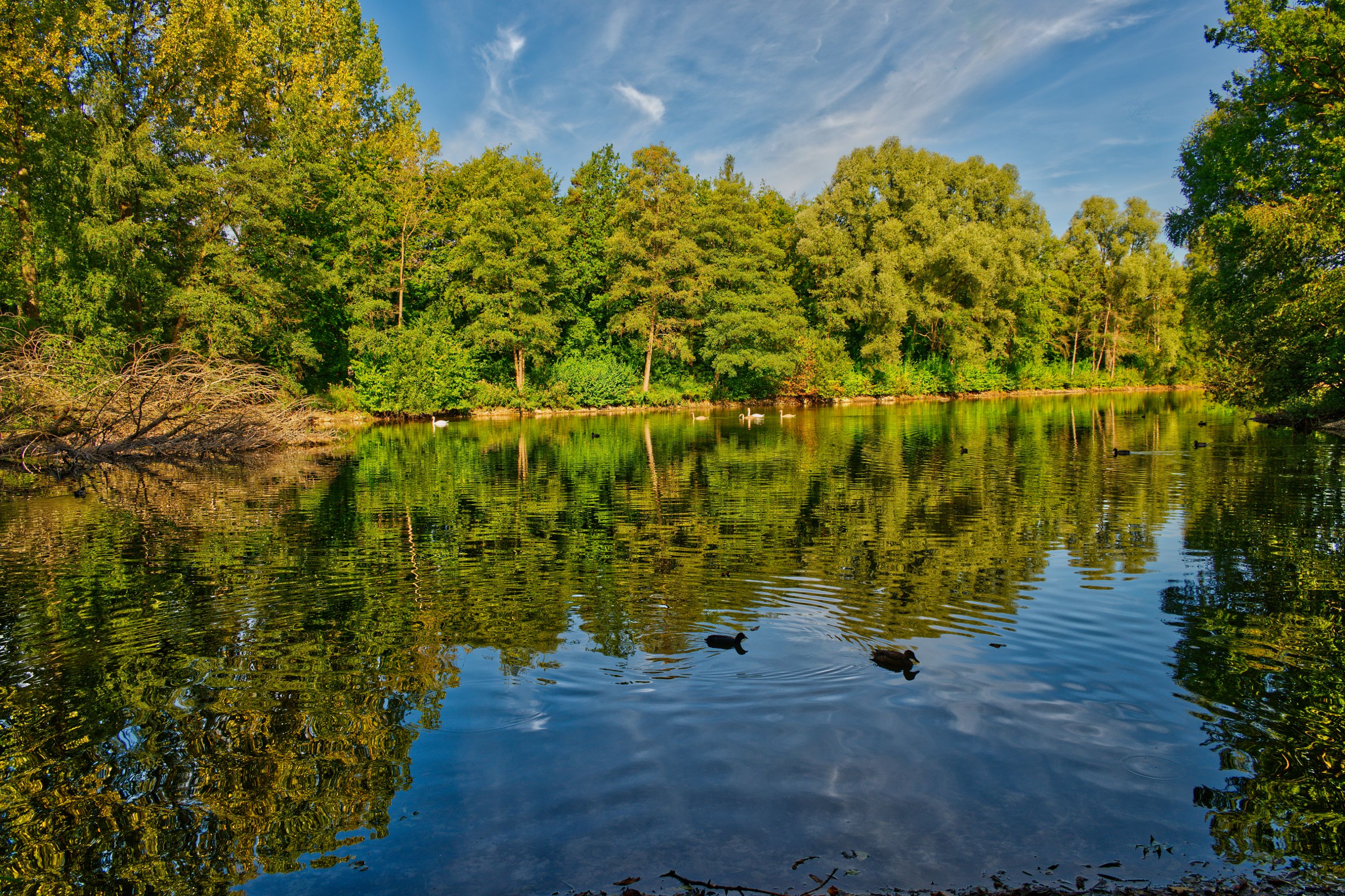 Lago Sereno Con Patos Y Exuberante Vegetación · Foto de stock gratuita