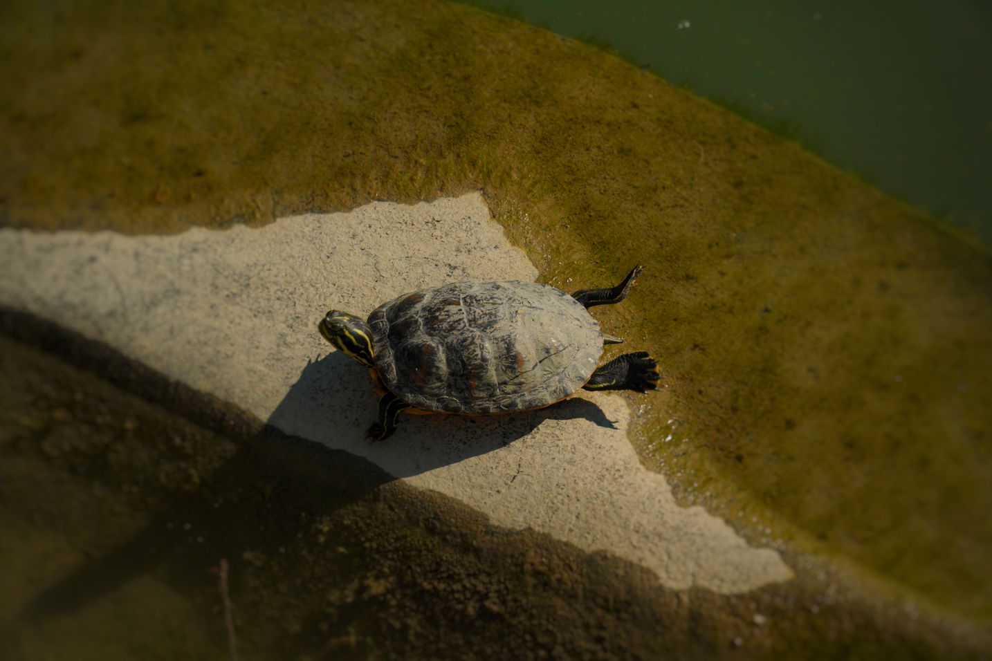 Western Pond Turtle Life Cycle and Its Role in the Ecosystem