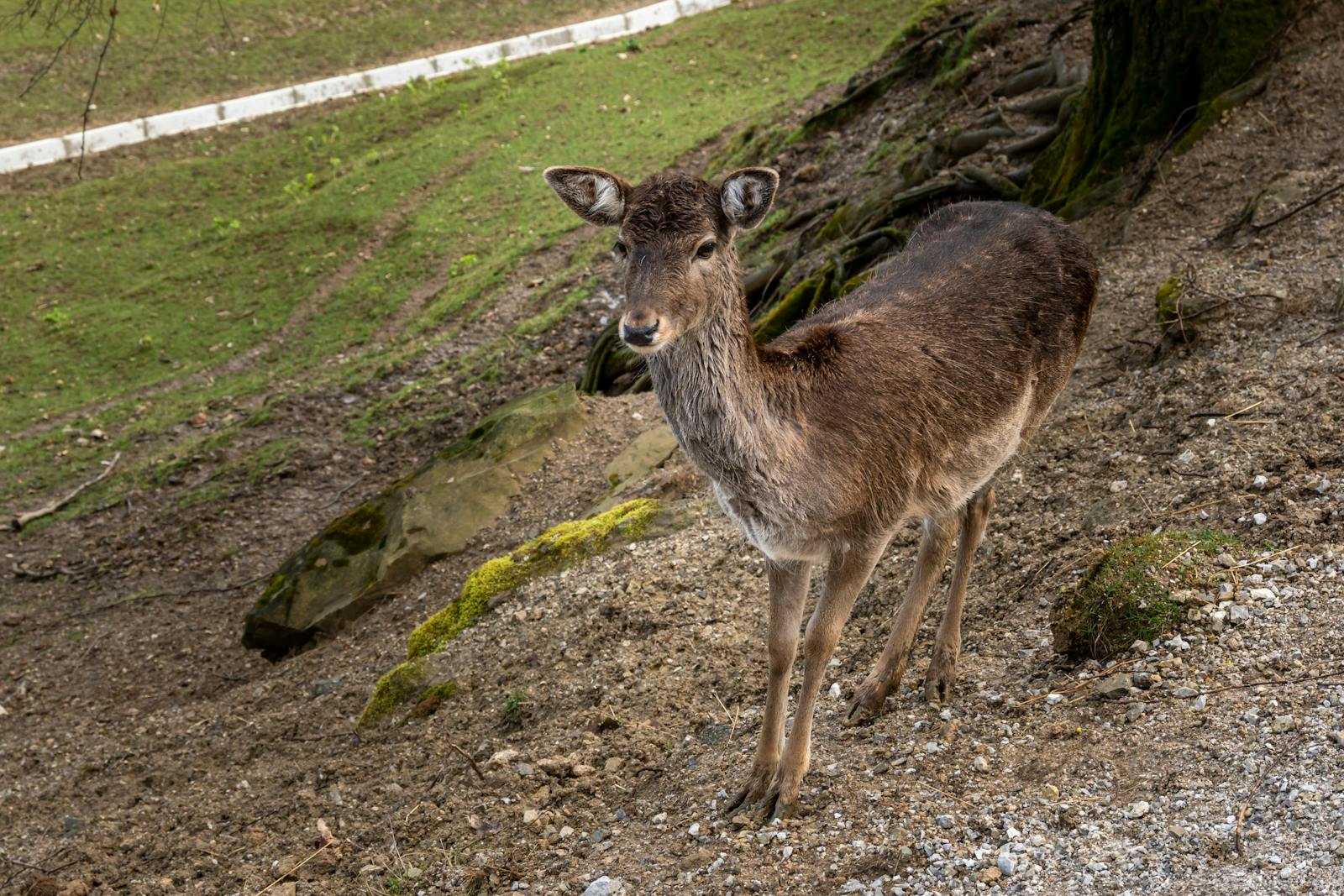 Deer. Photos, Download The BEST Free Deer. Stock Photos & HD Images