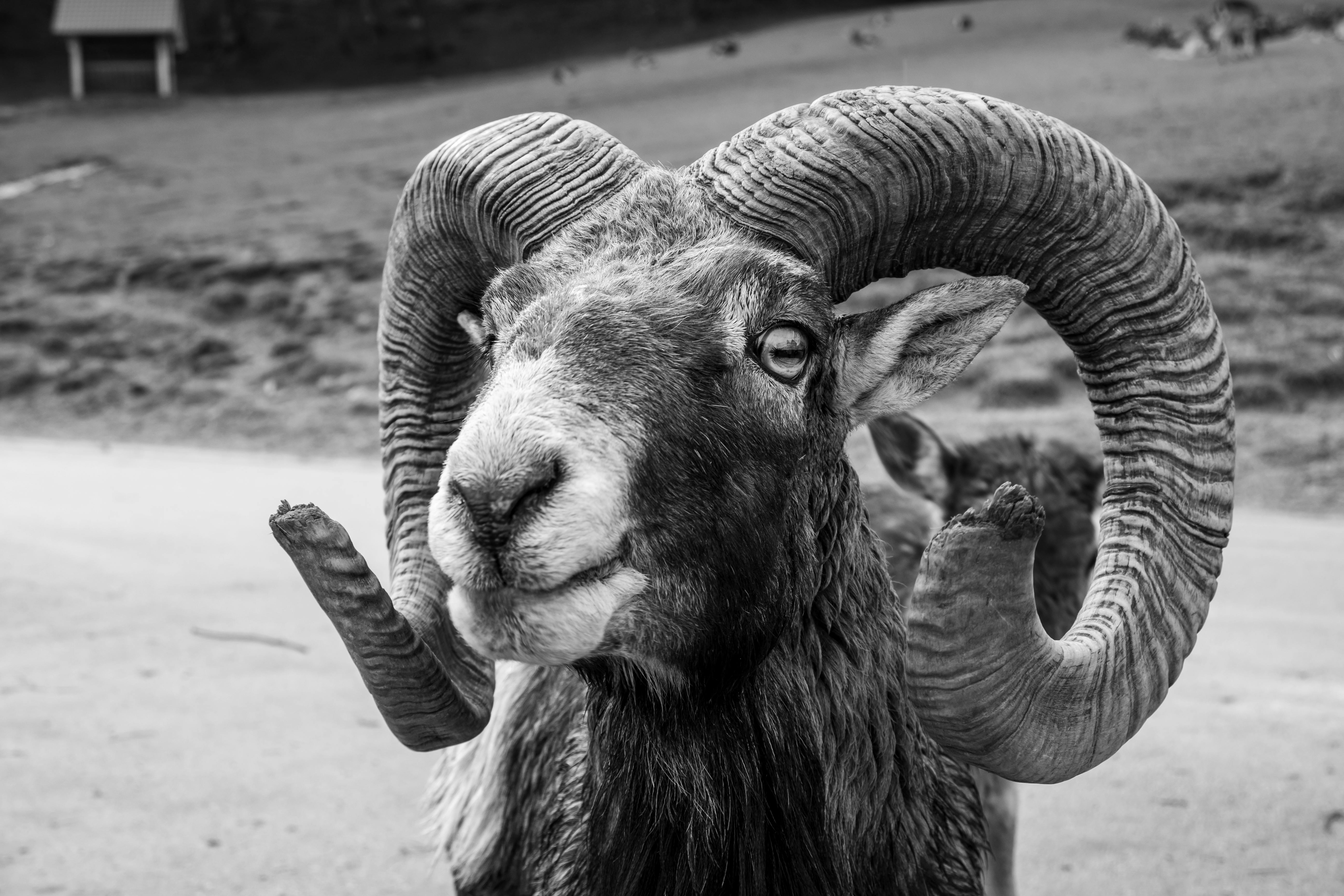 Close-Up Photo of Ram · Free Stock Photo
