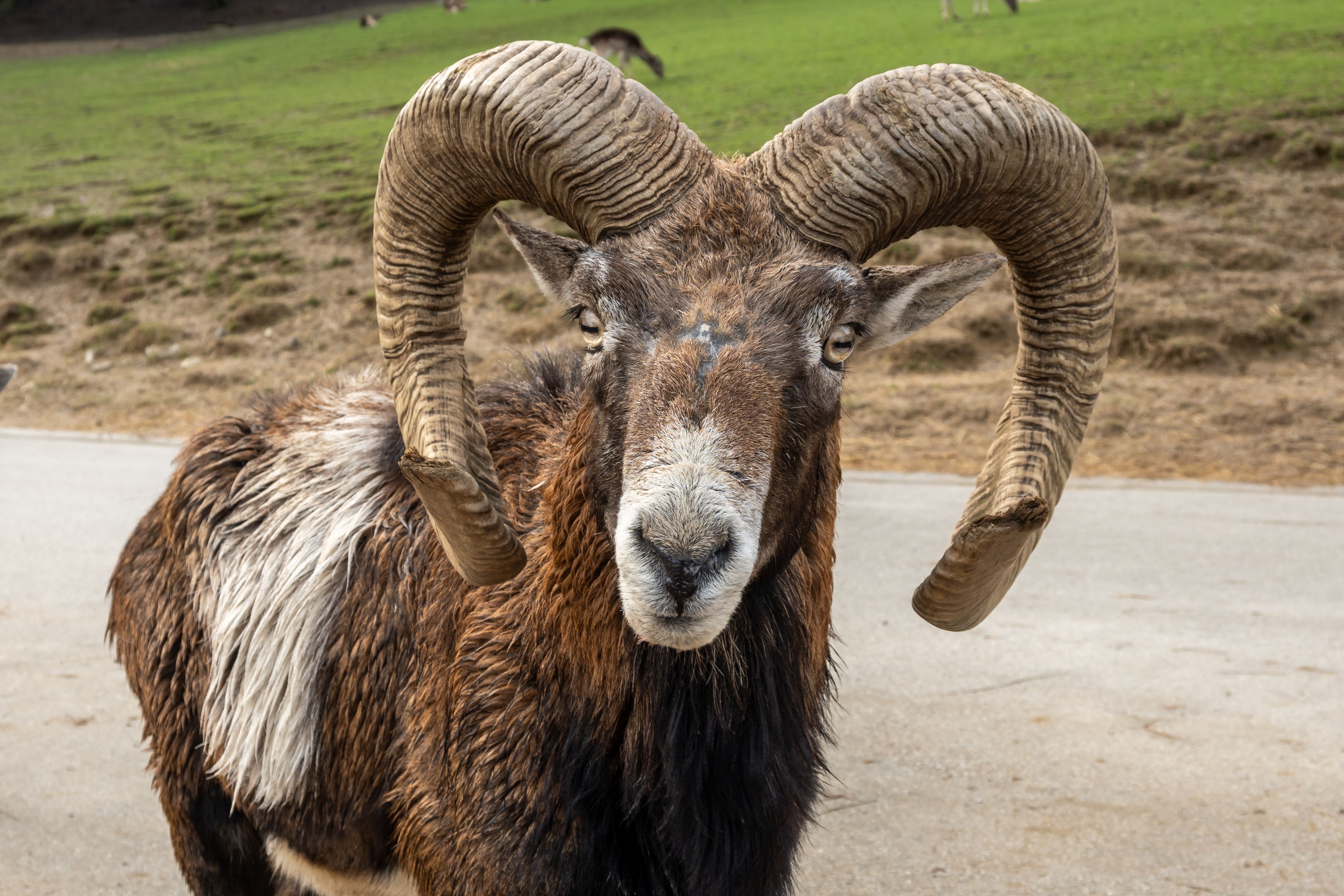 Close-Up Photo of Ram · Free Stock Photo