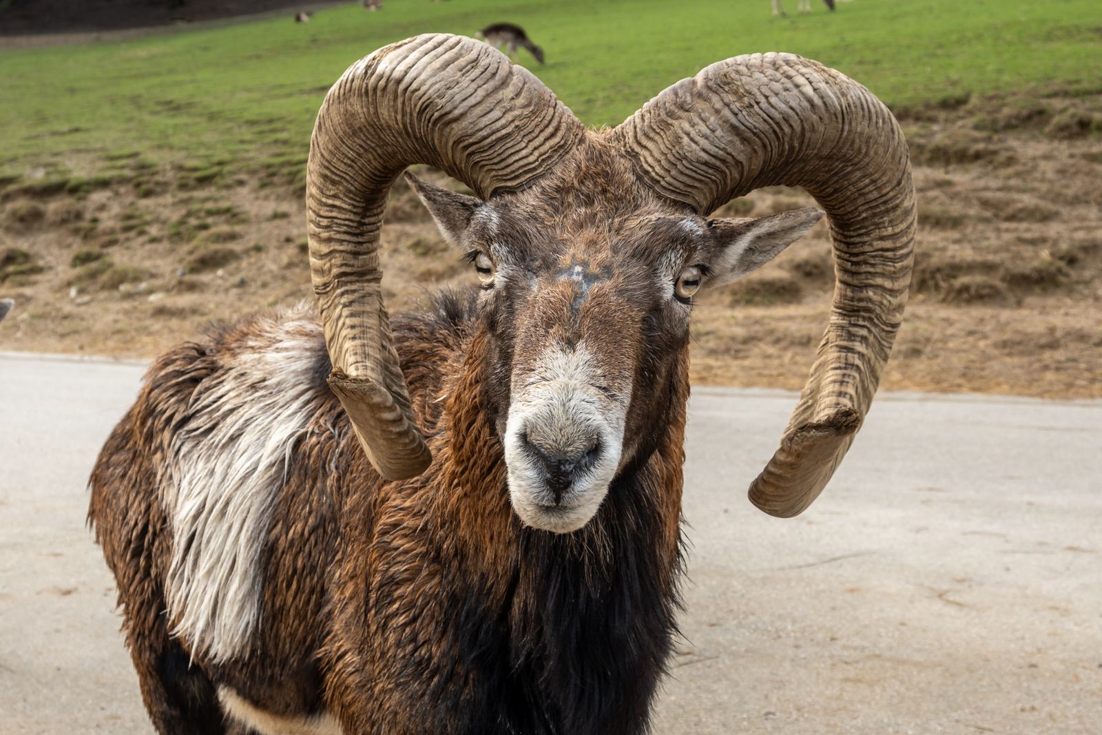 Ram Animal Photos, Download The BEST Free Ram Animal Stock Photos & HD ...
