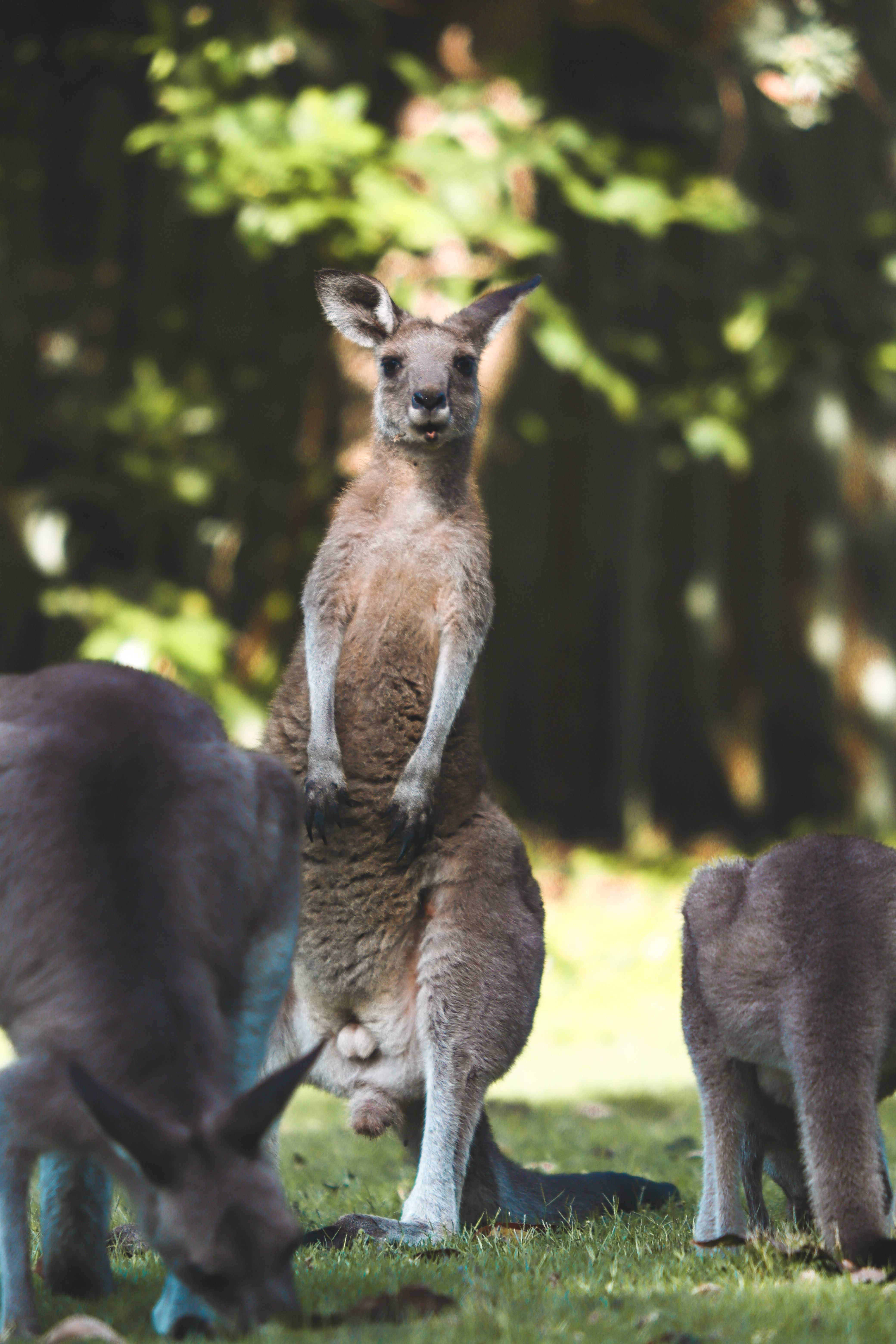 Wallaby Trap Photos, Download The BEST Free Wallaby Trap Stock Photos ...
