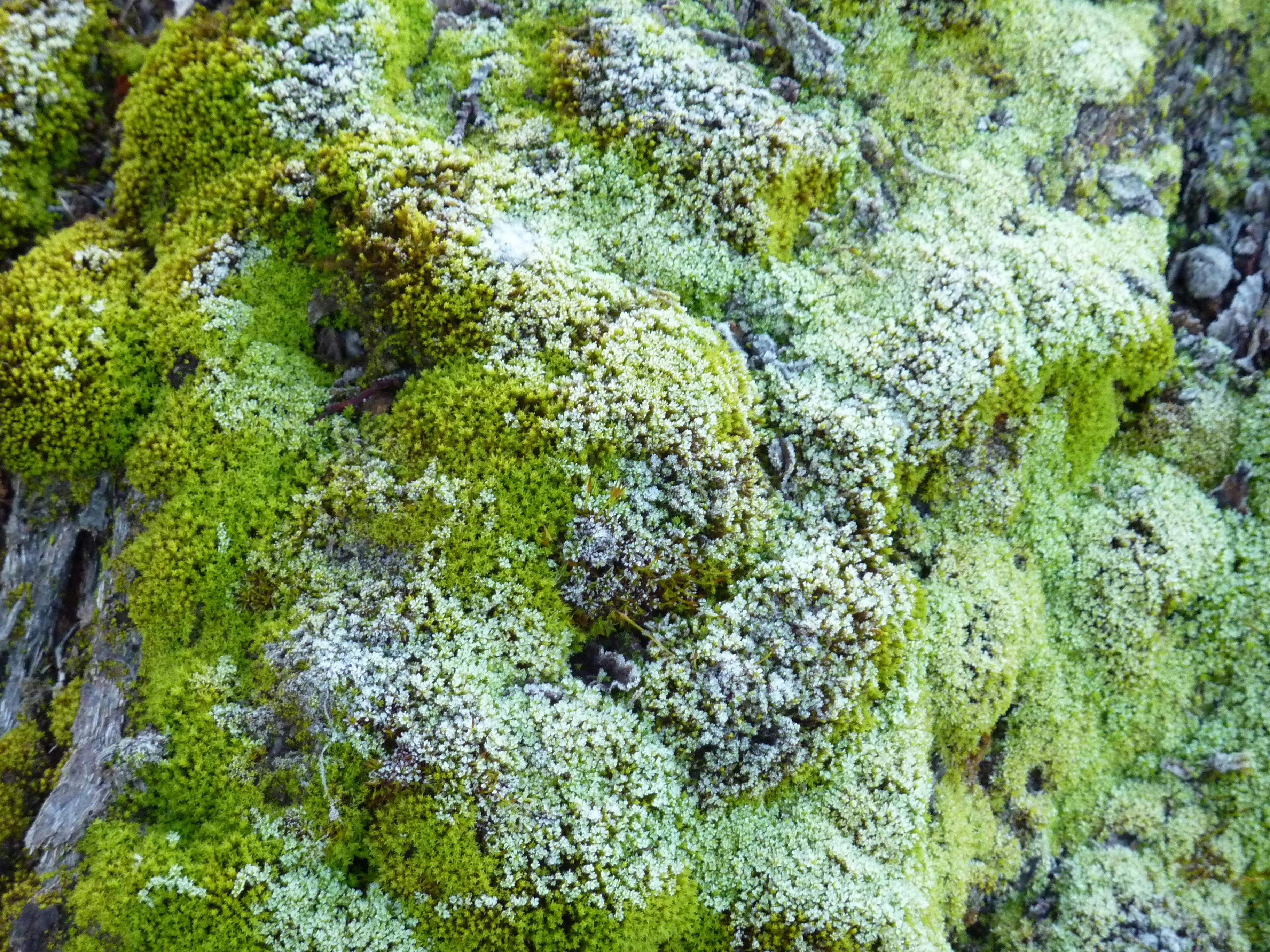 Lush Green Moss Cover in Punta Arenas, Chile · Free Stock Photo