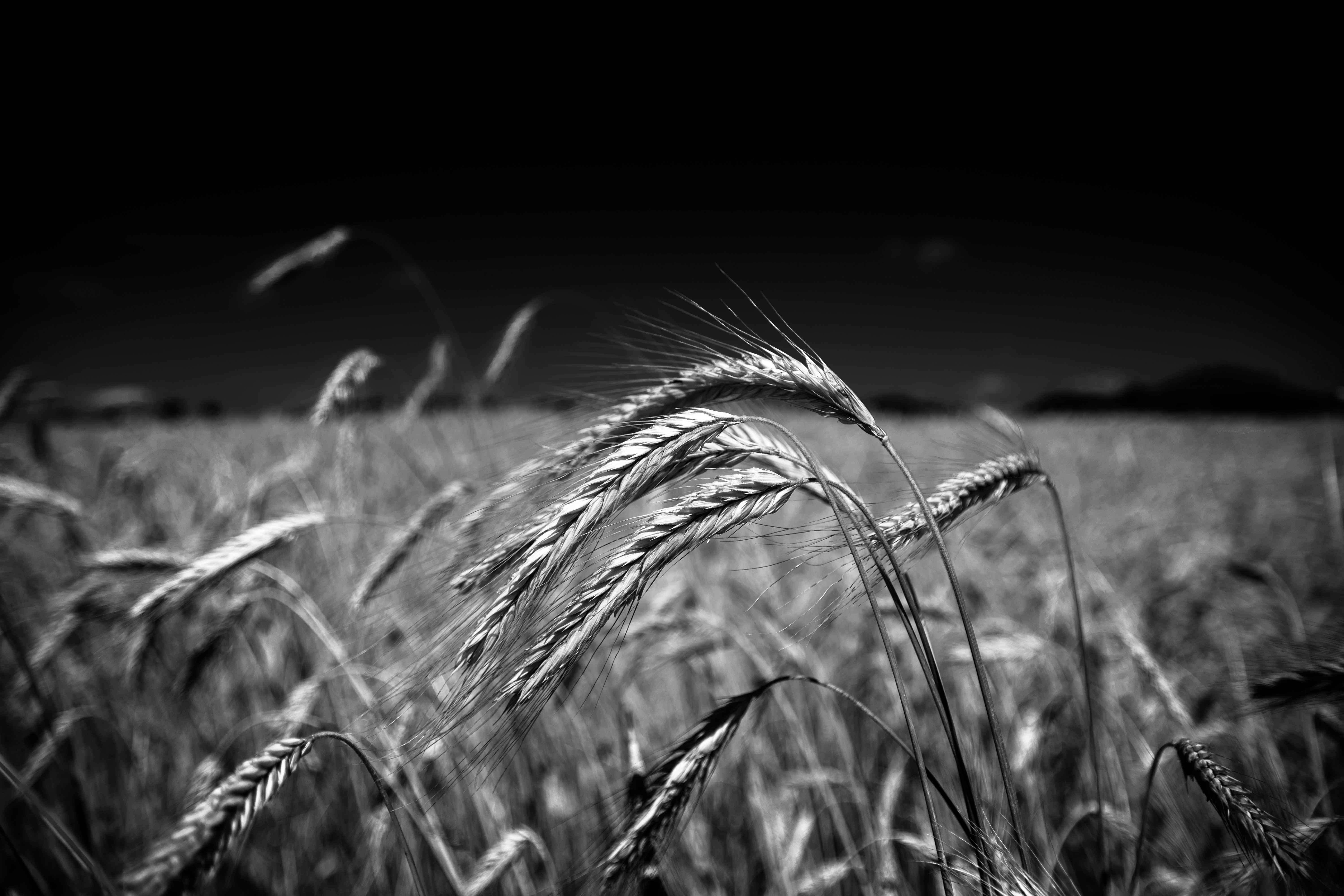 Black and White Wheat Field Close-Up Scene · Free Stock Photo