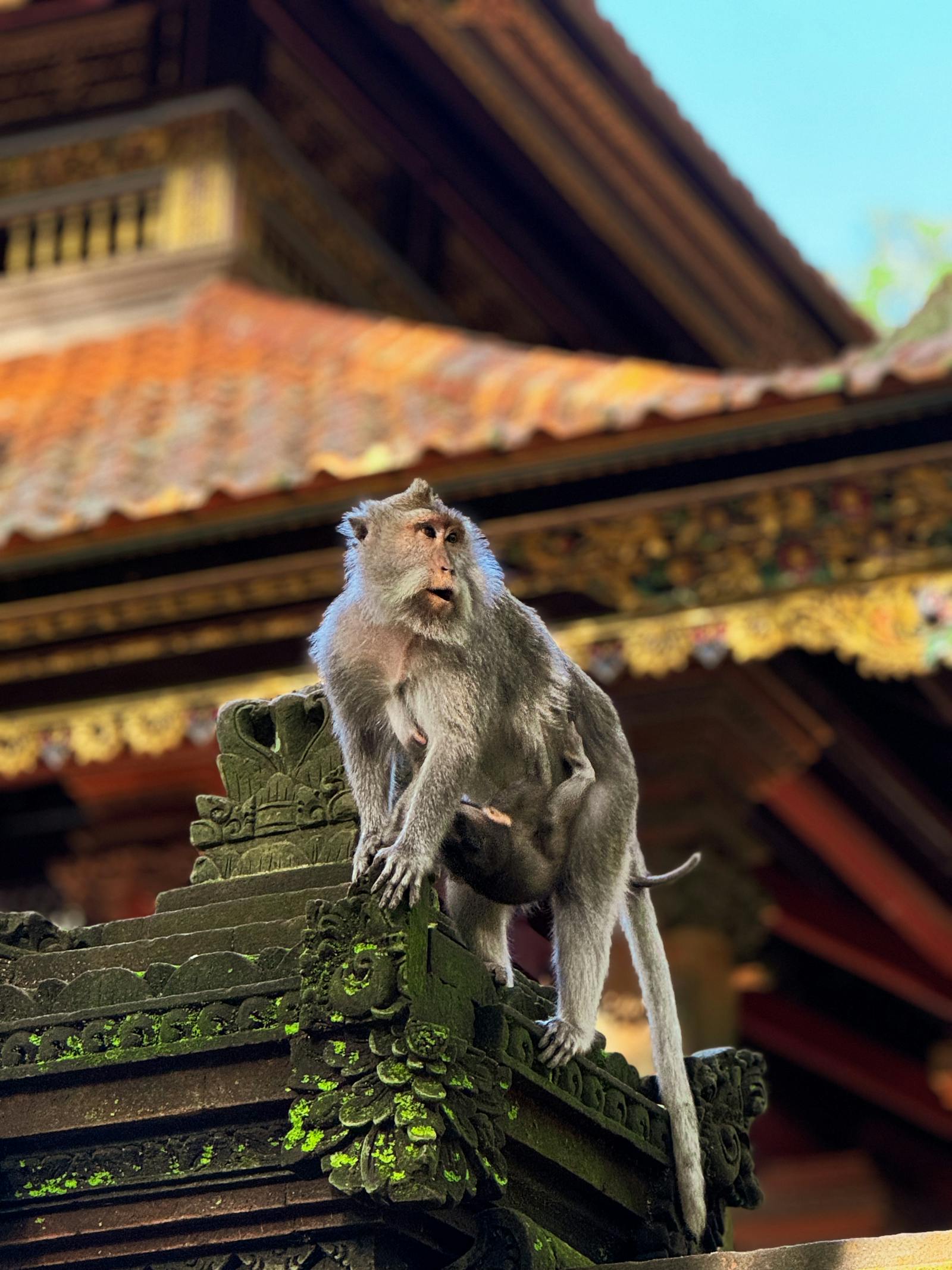 4k Monkey Photos, Download The BEST Free 4k Monkey Stock Photos & HD Images