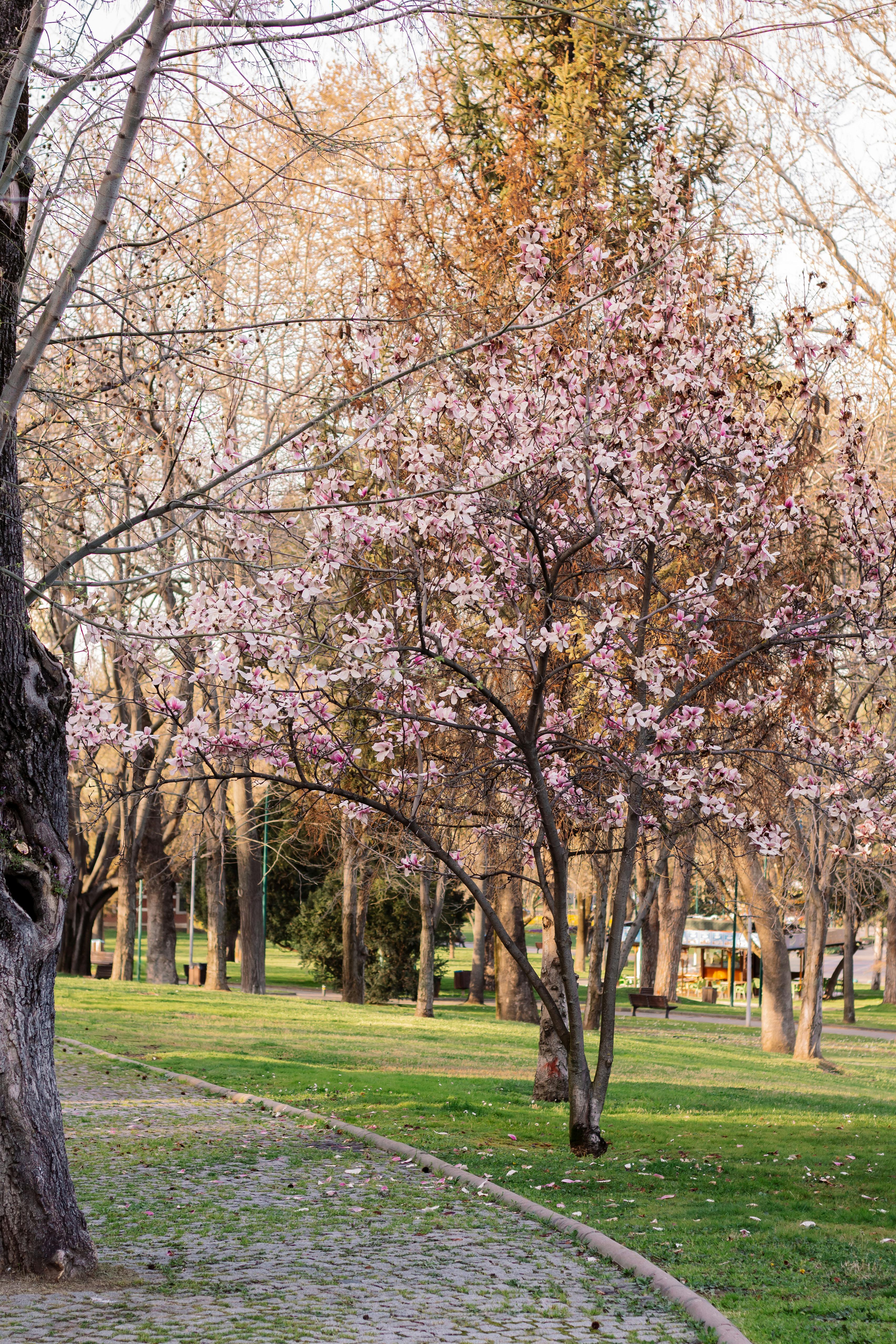 Serene Springtime Park with Blossoming Trees · Free Stock Photo