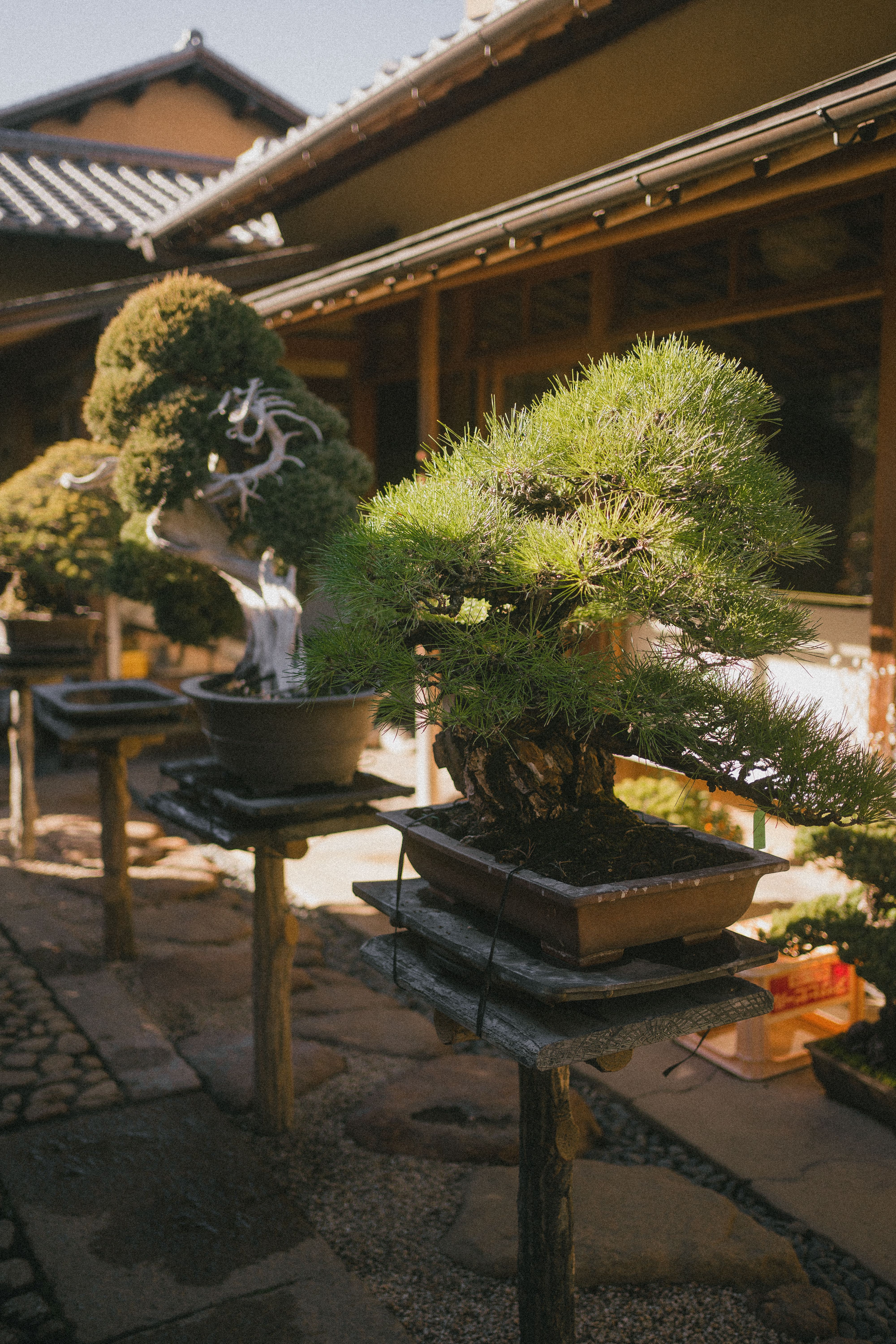 Serene Japanese Bonsai Garden Display · Free Stock Photo