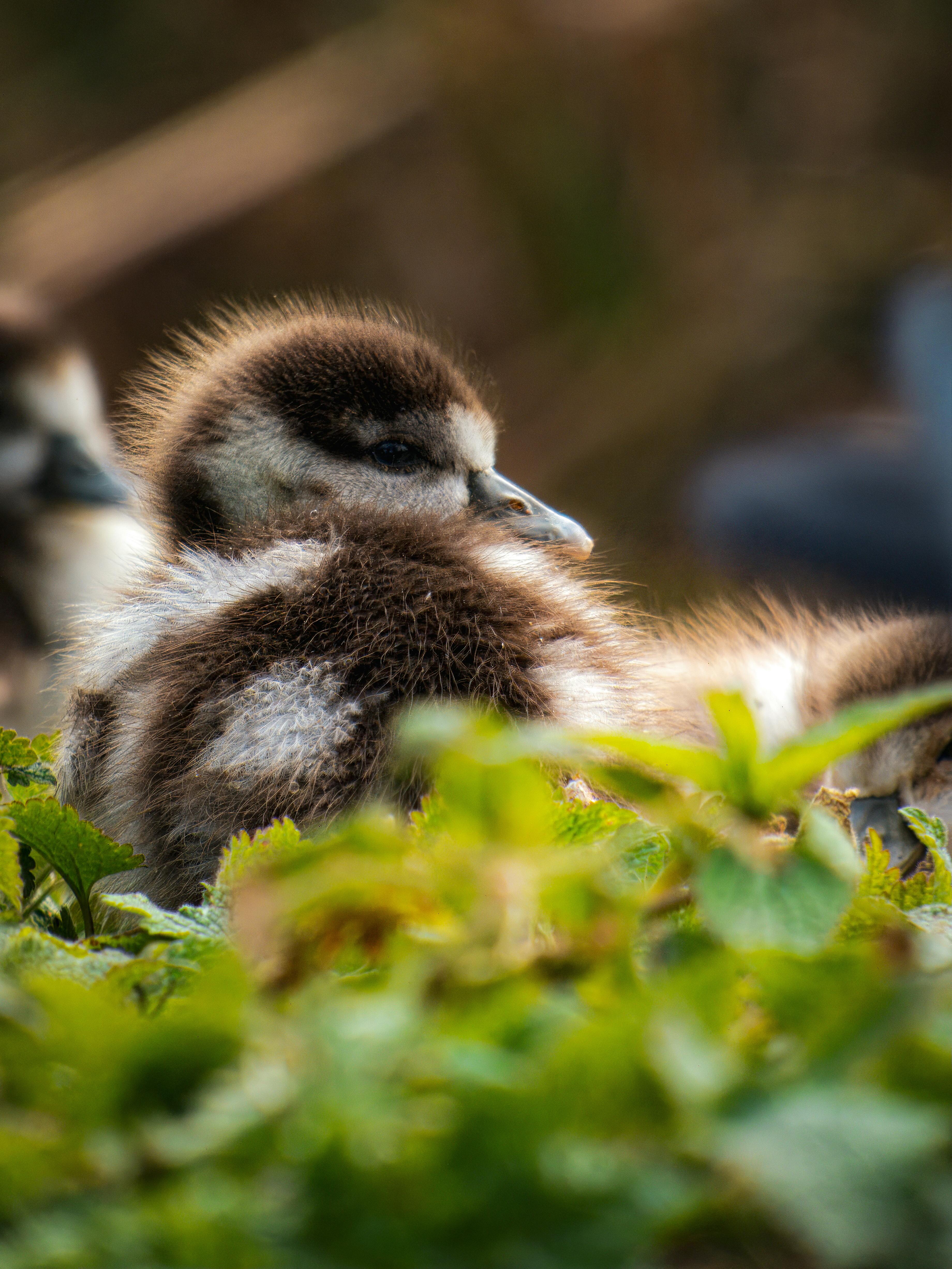 Yellow Duckling on Gray Dirt · Free Stock Photo