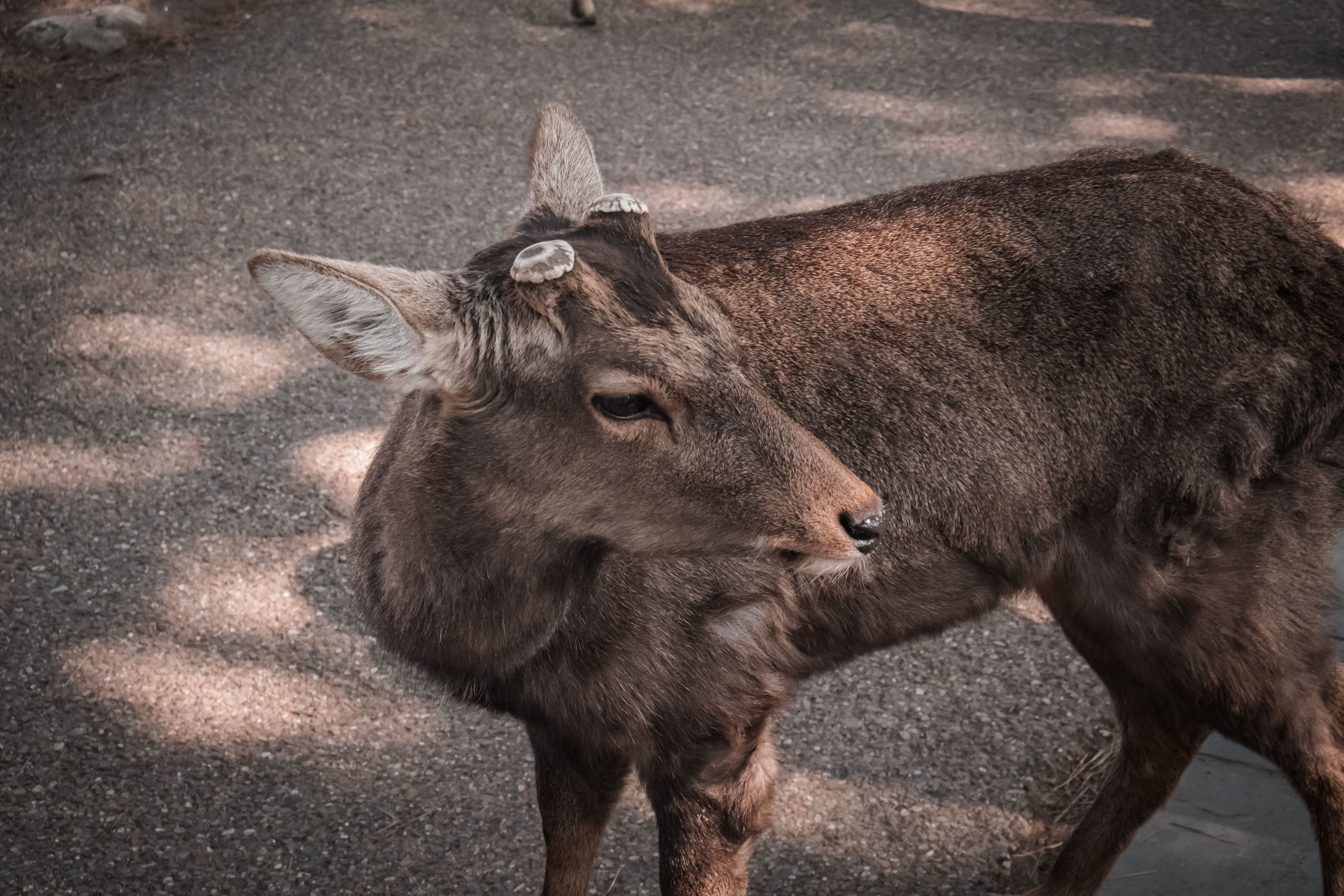 Close-Up of Nara's Free-Roaming Deer in Japan · Free Stock Photo