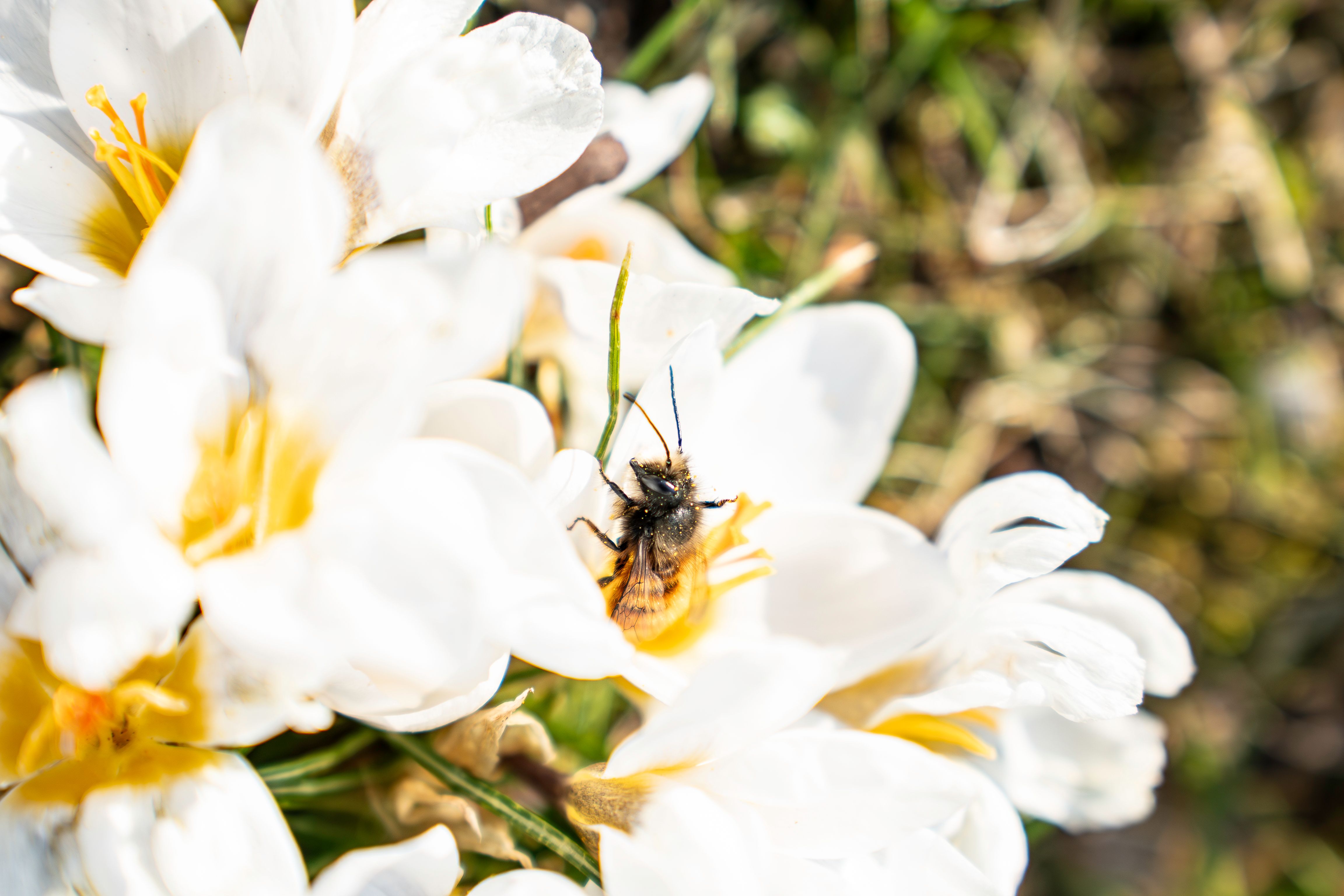 Bee Pollinating White Flowers in Springtime Berlin · Free Stock Photo