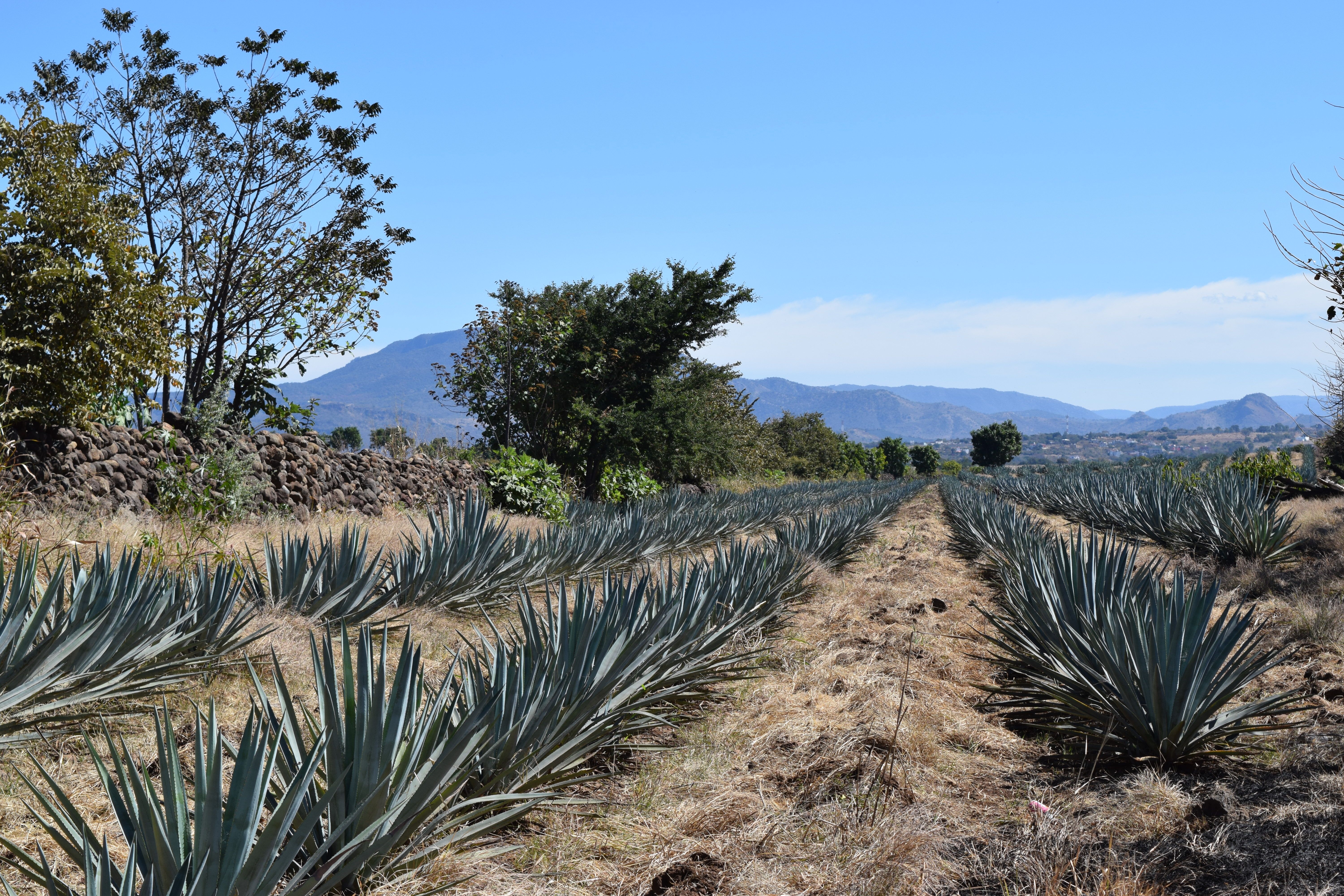 Gran Campo De Agave Bajo Un Cielo Azul Claro · Foto de stock gratuita